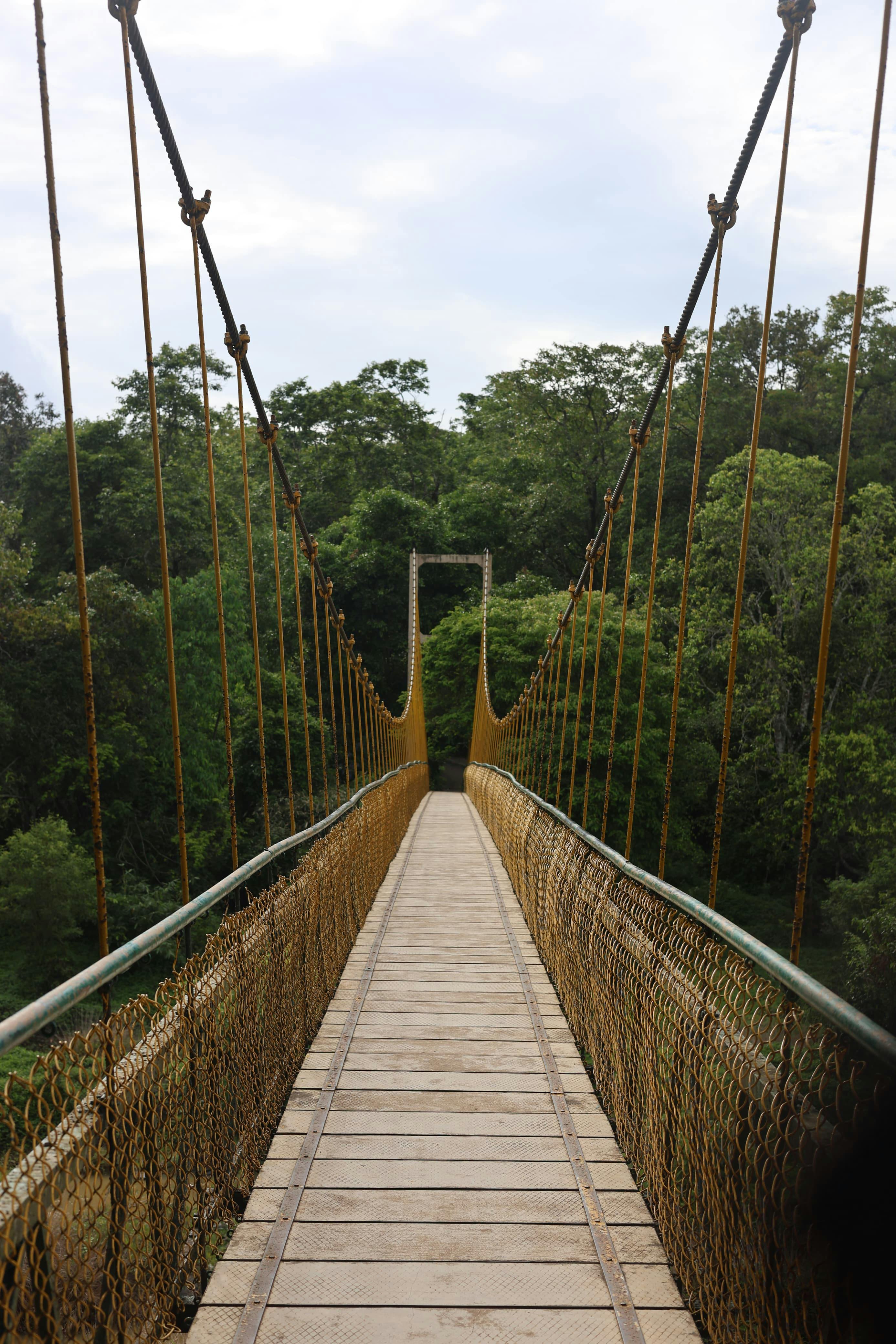 Brown Wooden Bridge over Green Trees · Free Stock Photo