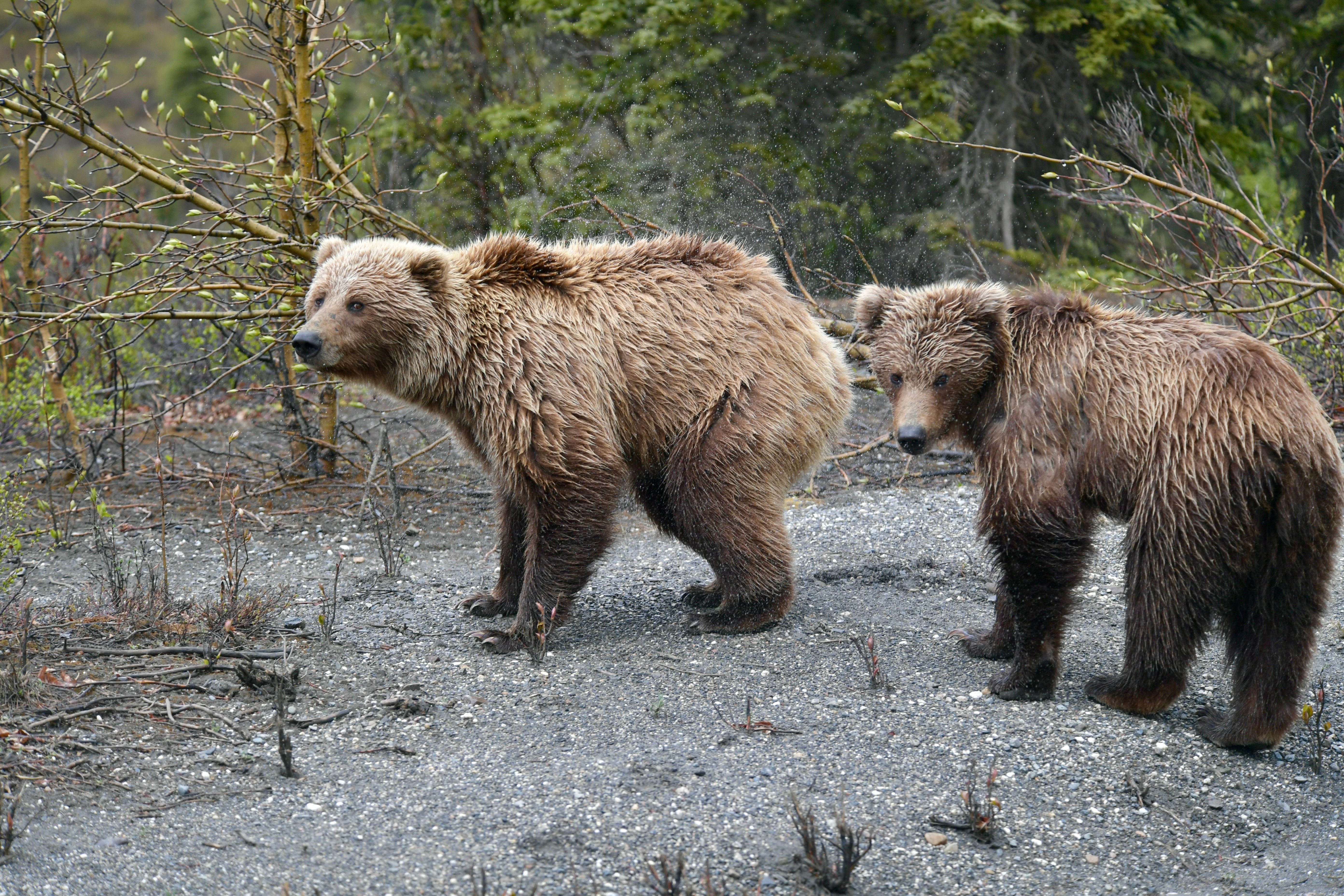 Tadi Bears Photos, Download The BEST Free Tadi Bears Stock Photos & HD ...