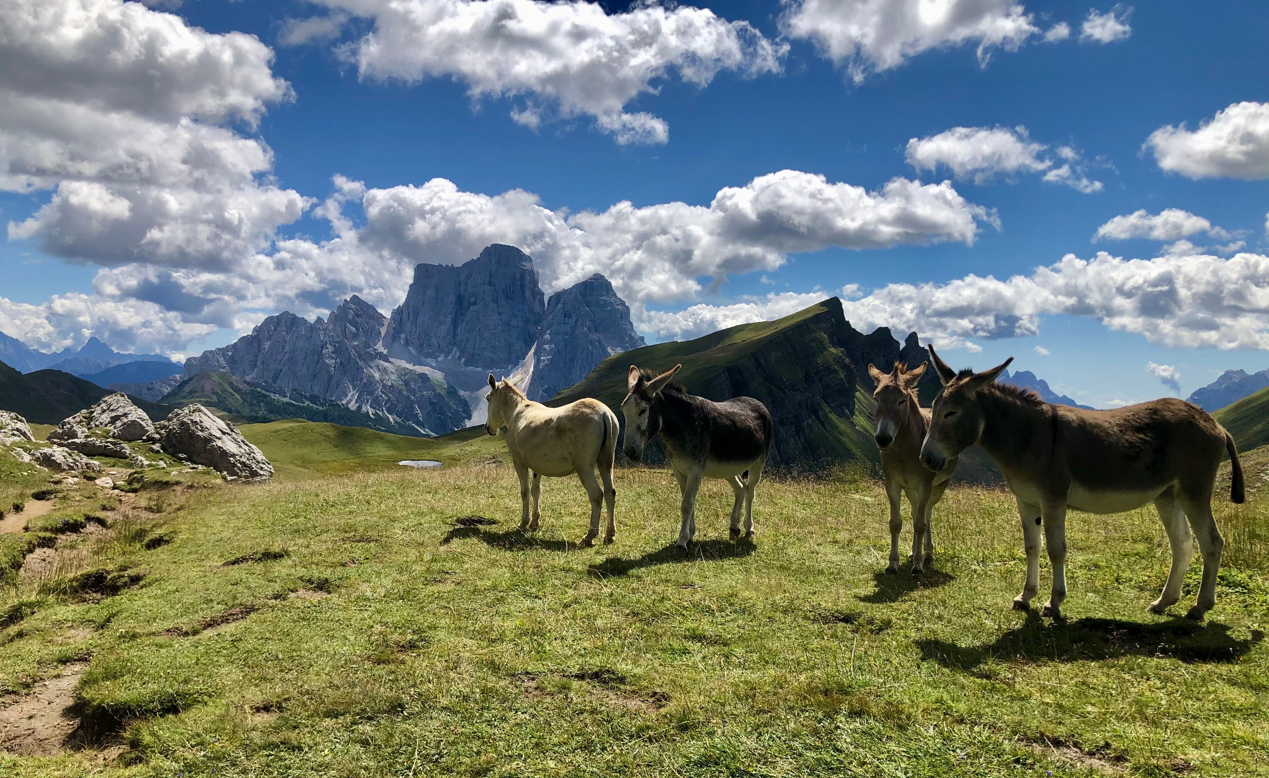 Foto de stock gratuita sobre al aire libre, alpino, aventura, burros ...