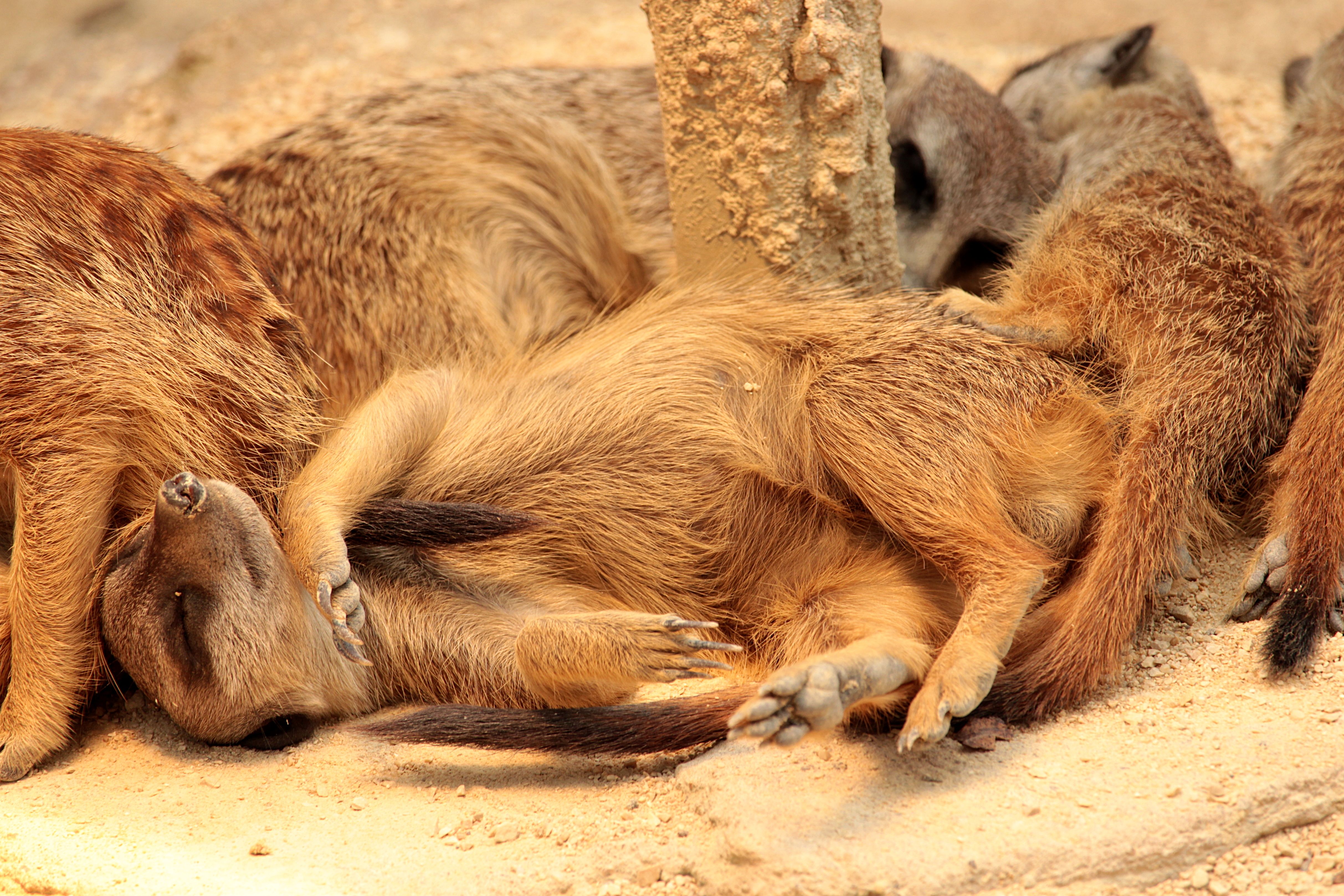 Small fluffy meerkats playing together · Free Stock Photo