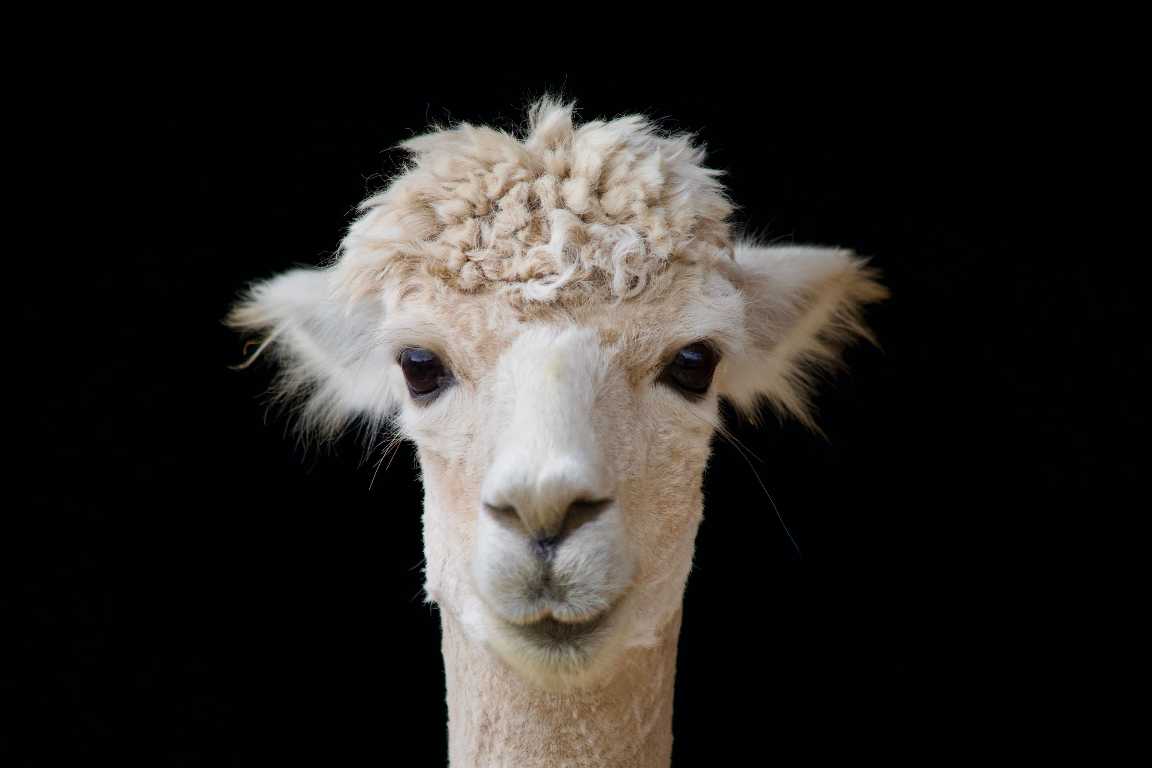 Portrait of Alpaca · Free Stock Photo