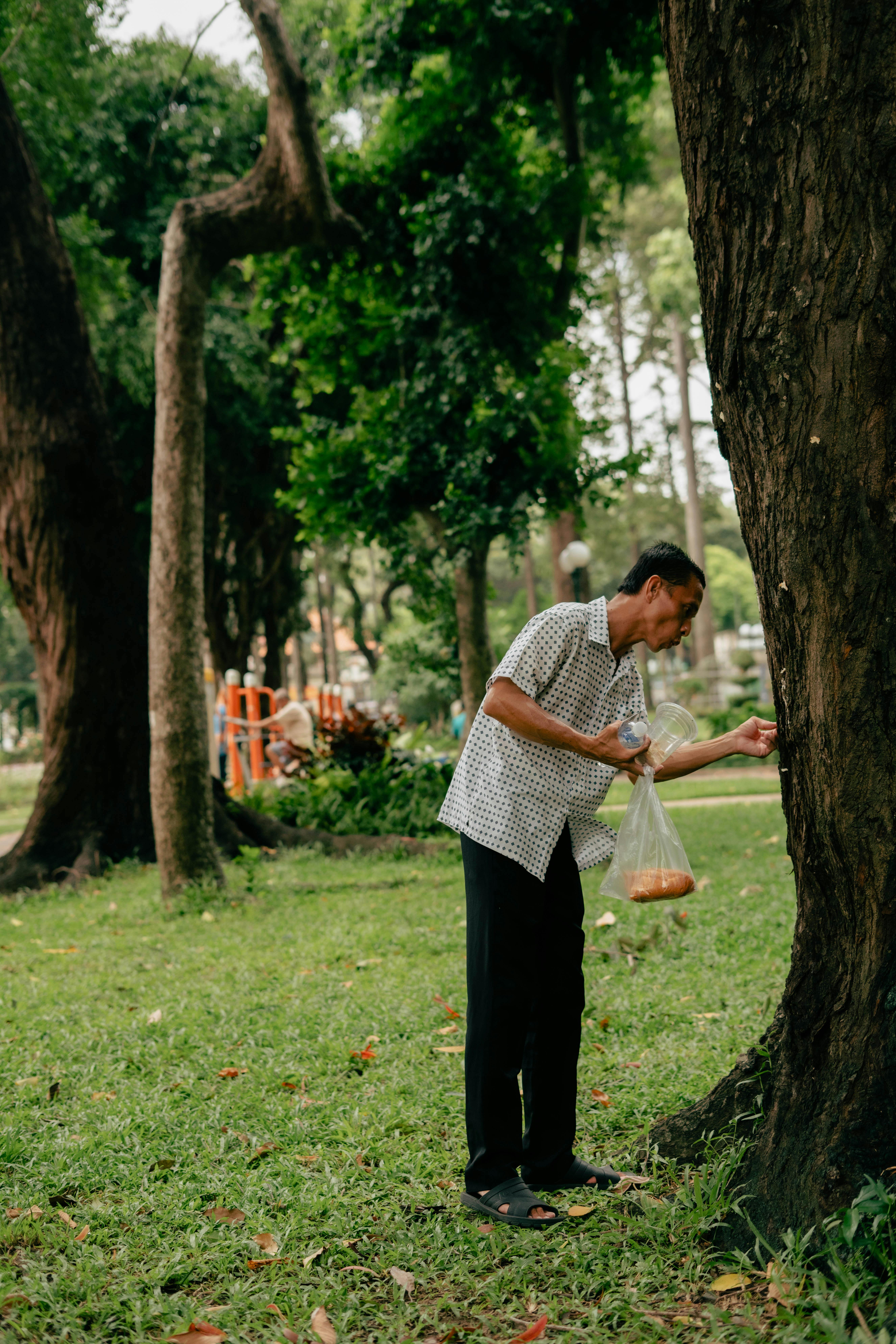 Sake Tree Photos, Download The BEST Free Sake Tree Stock Photos & HD Images