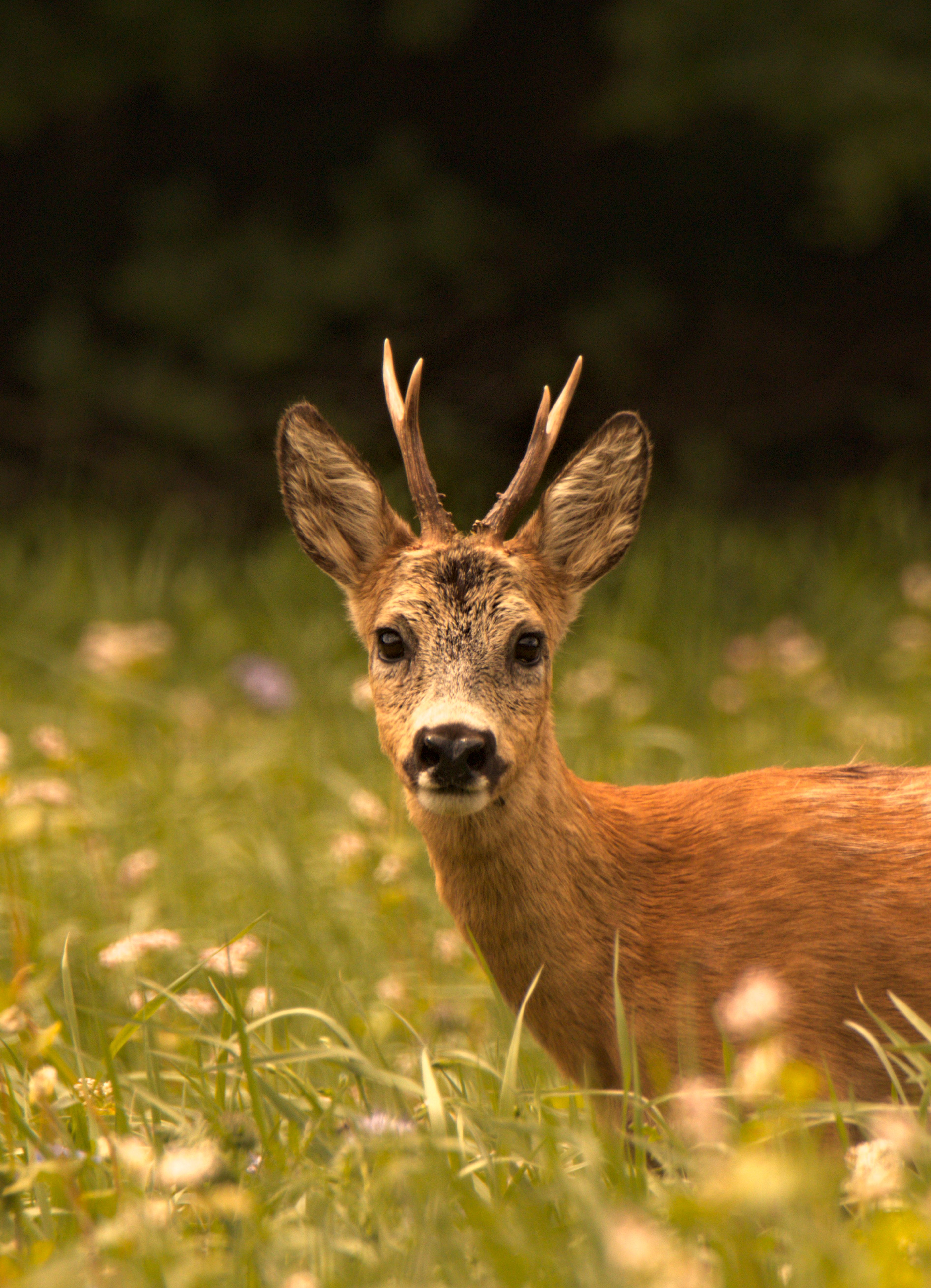 Portrait of Buck Fawn on Meadow · Free Stock Photo