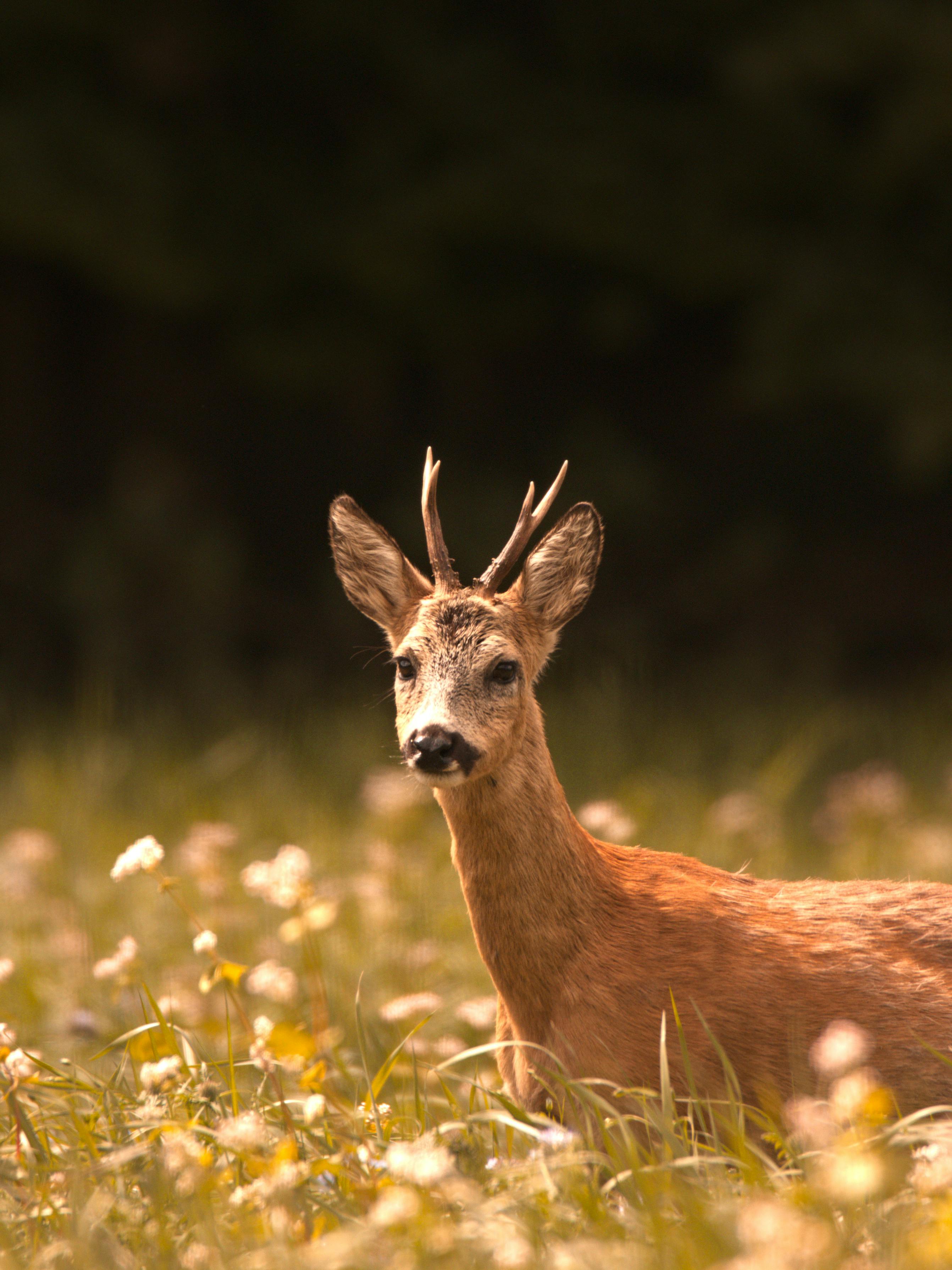 Whitetail Buck Images Photos, Download The BEST Free Whitetail Buck ...