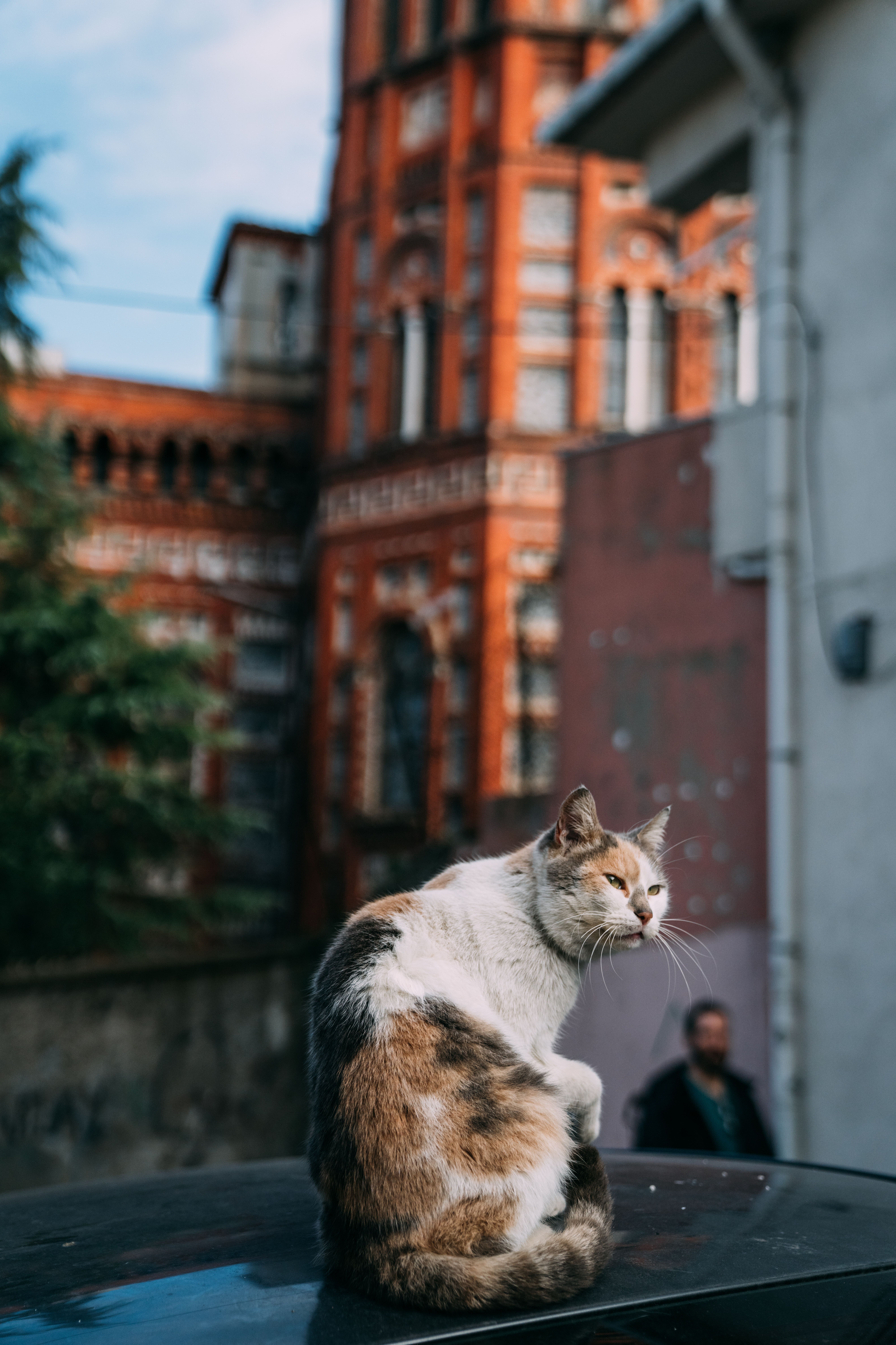 A Calico Cat Sitting on a Roof of the Car · Free Stock Photo