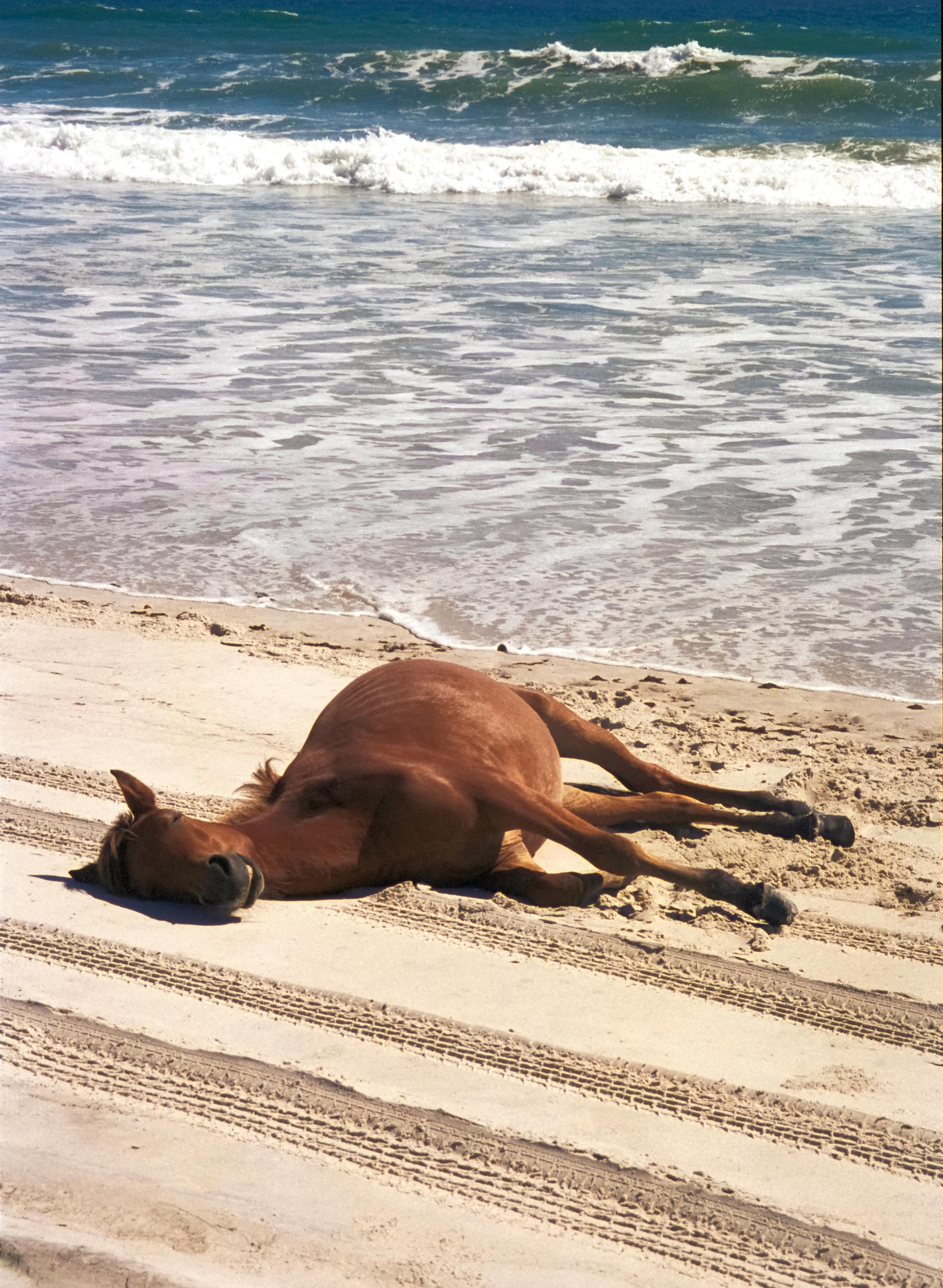Feral Horse Relaxing on Sandy Beach Shore · Free Stock Photo