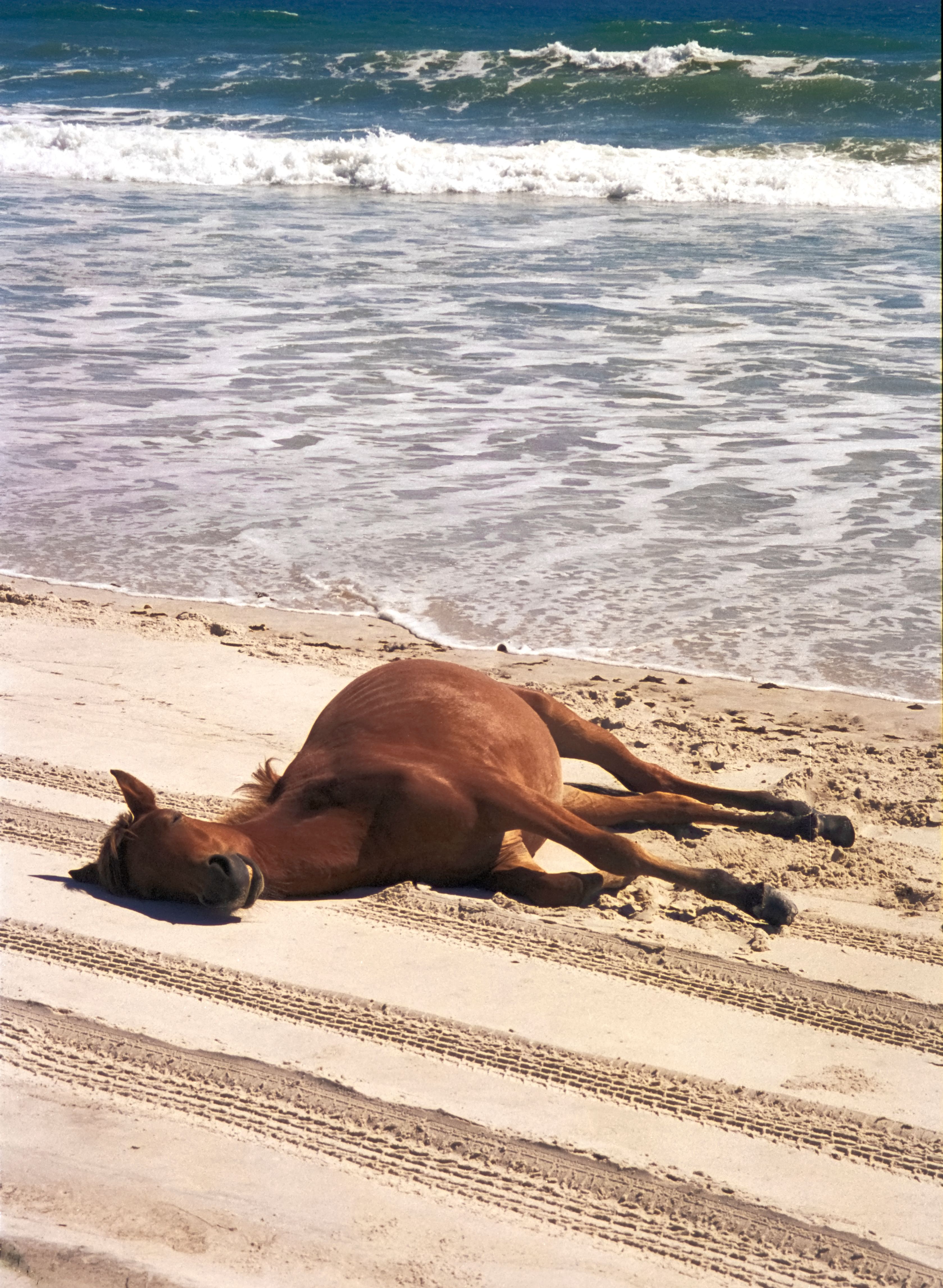 Feral Horse Relaxing on Sandy Beach Shore · Free Stock Photo