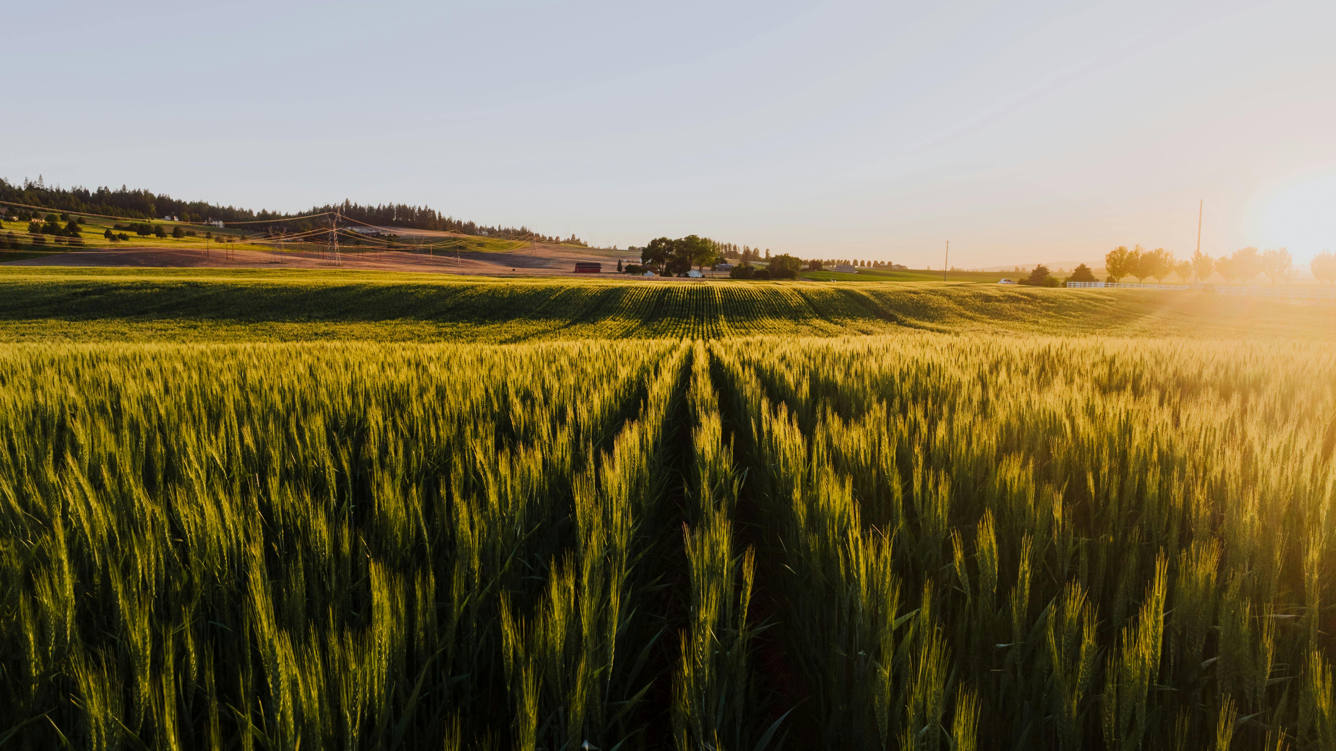 Vast Cropland Field at Sunset · Free Stock Photo