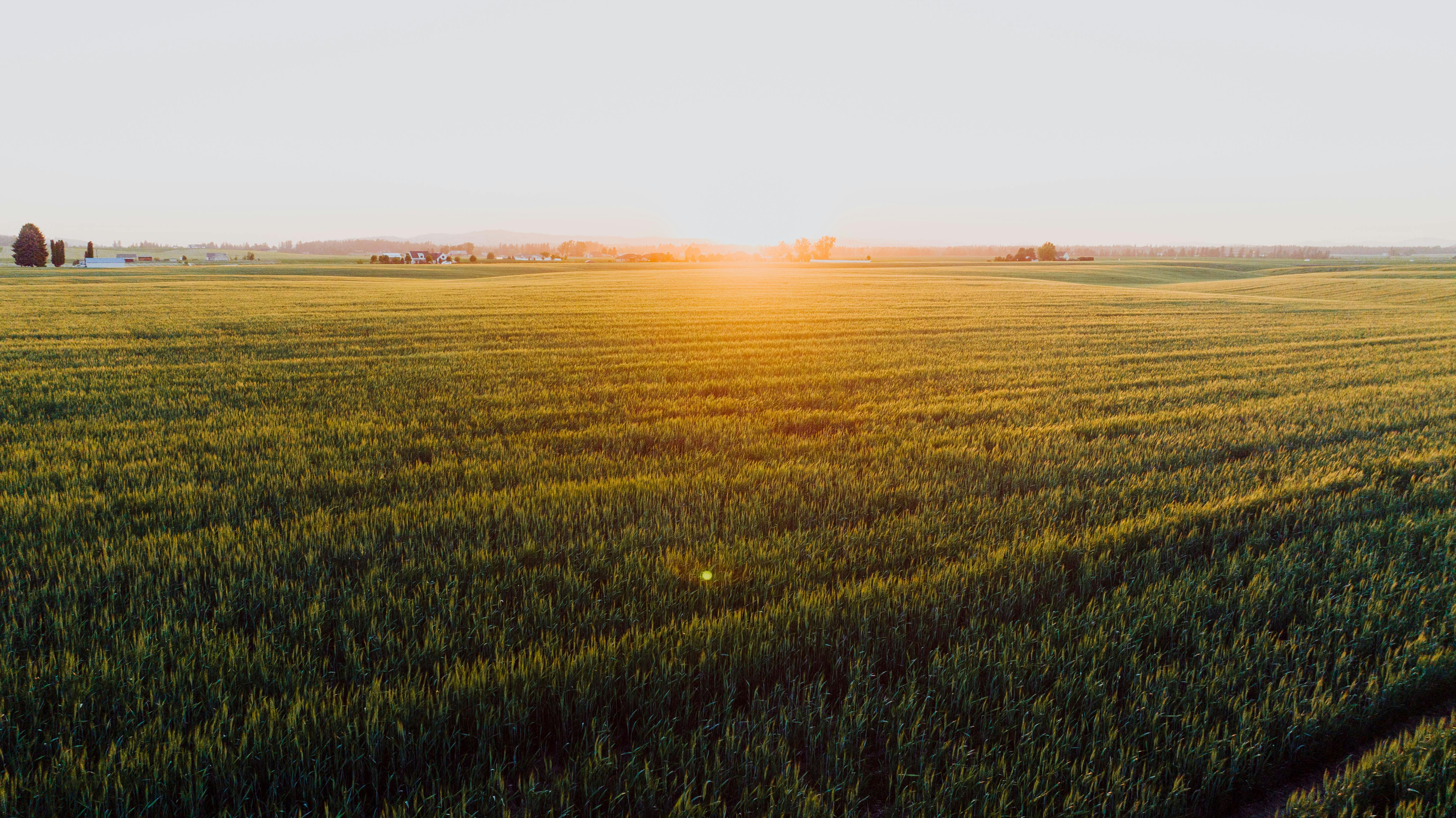 Wheat Field at Sunrise · Free Stock Photo