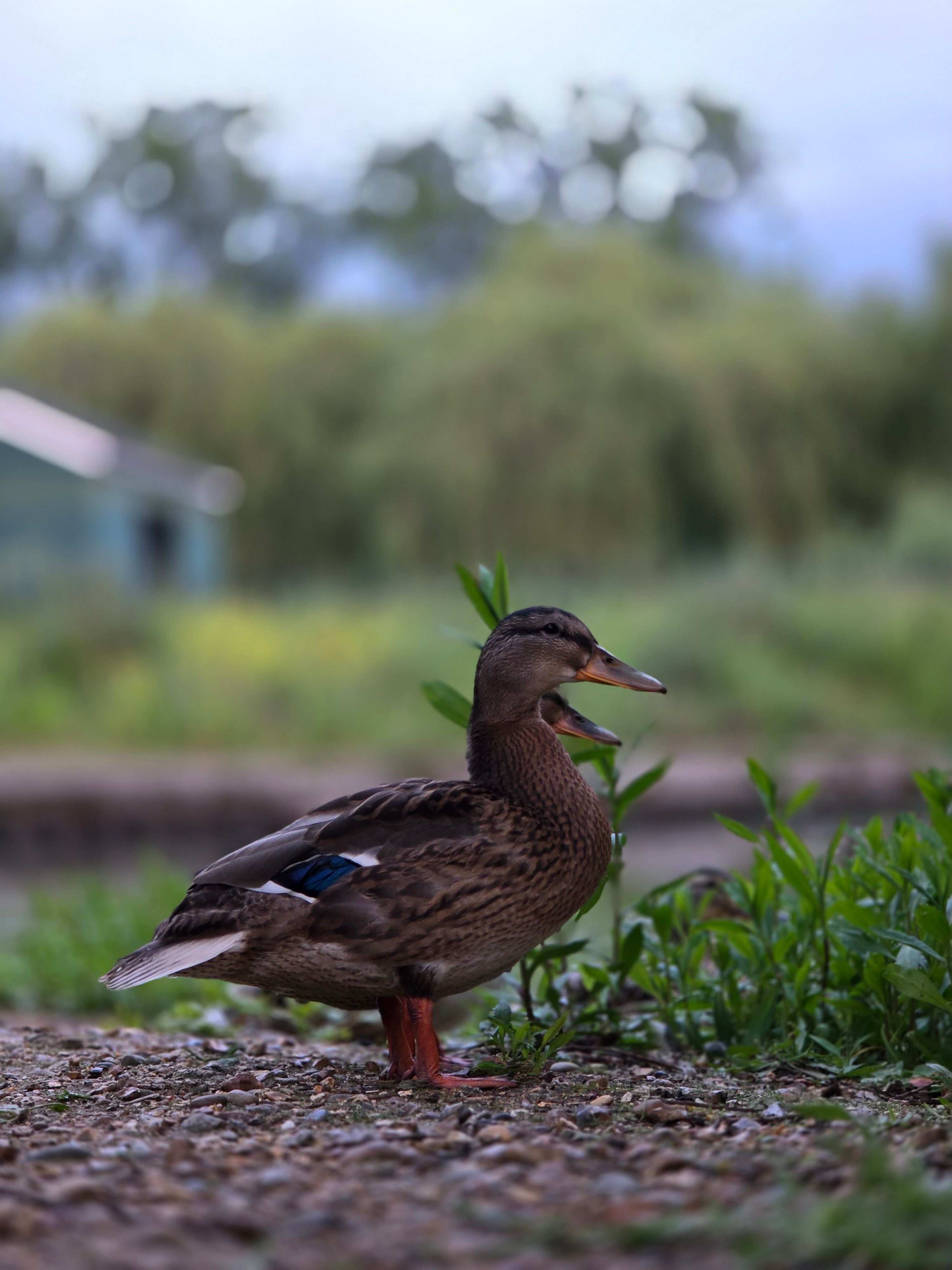 Side View of Duck Standing on Grass · Free Stock Photo