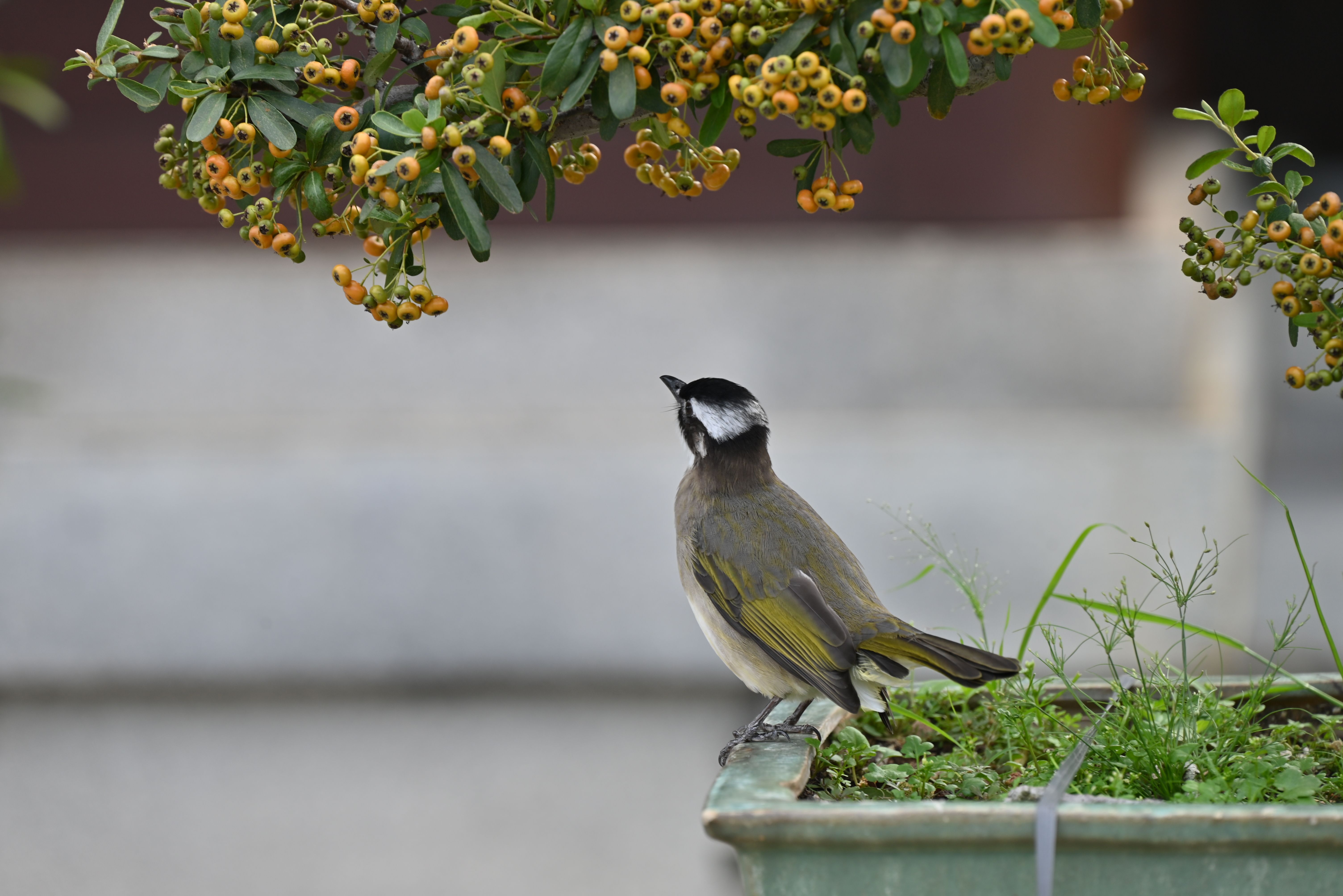 Light-vented Bulbul Bird Sitting under Plant · Free Stock Photo