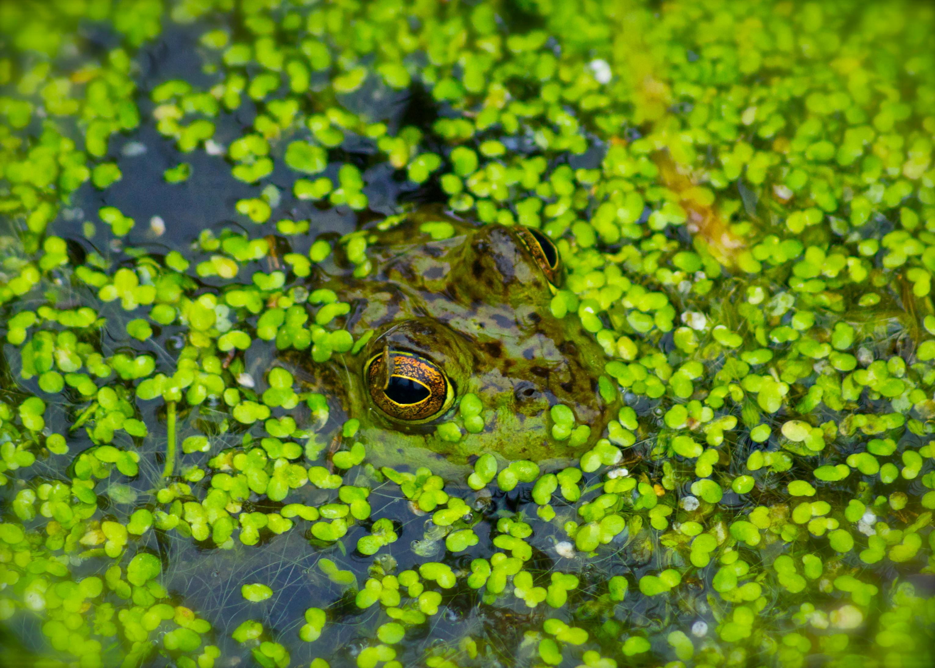 Close Up Of A Frog Sticking Its Head Out Of The Water Free Stock Photo