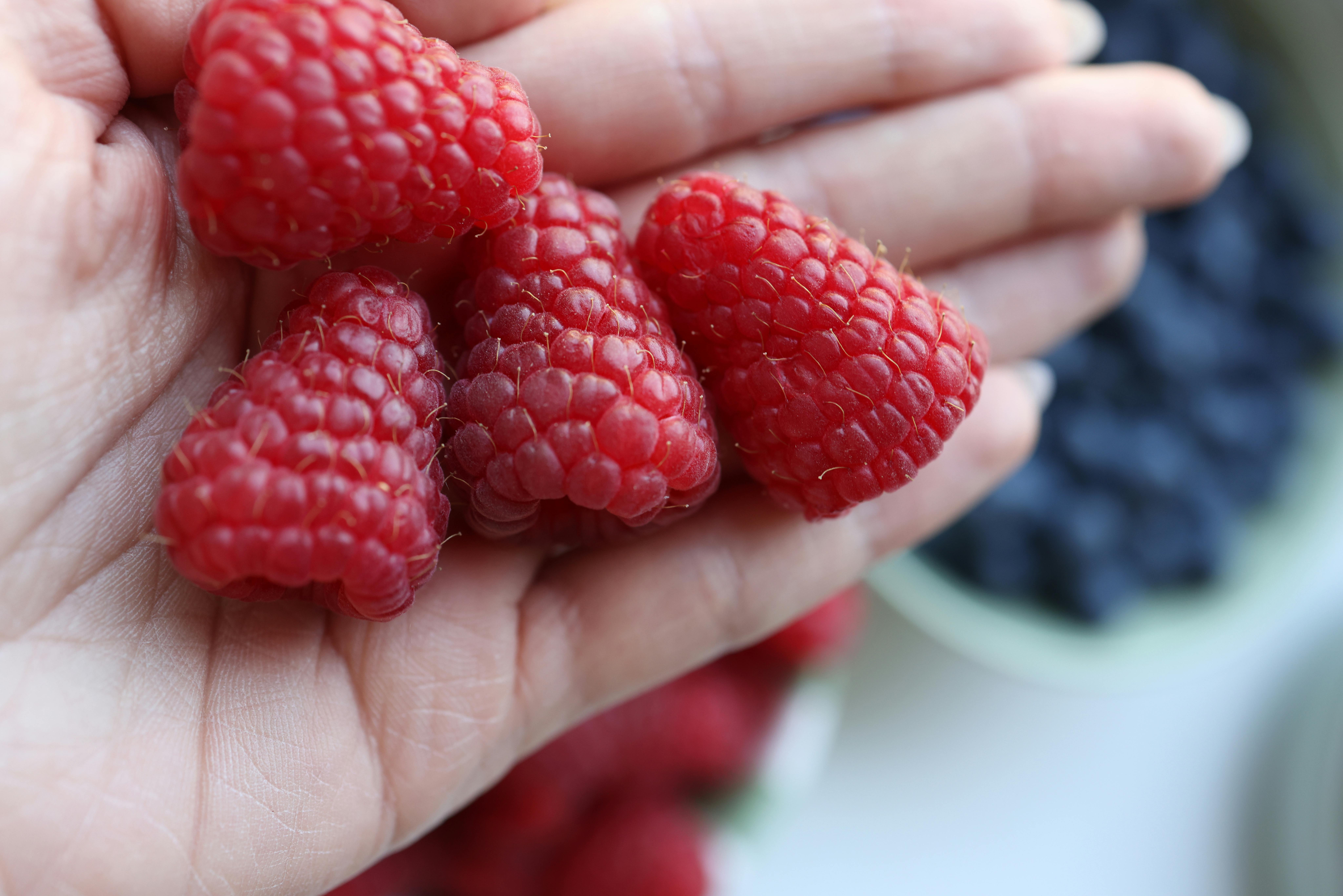 Raspberries on Hand · Free Stock Photo