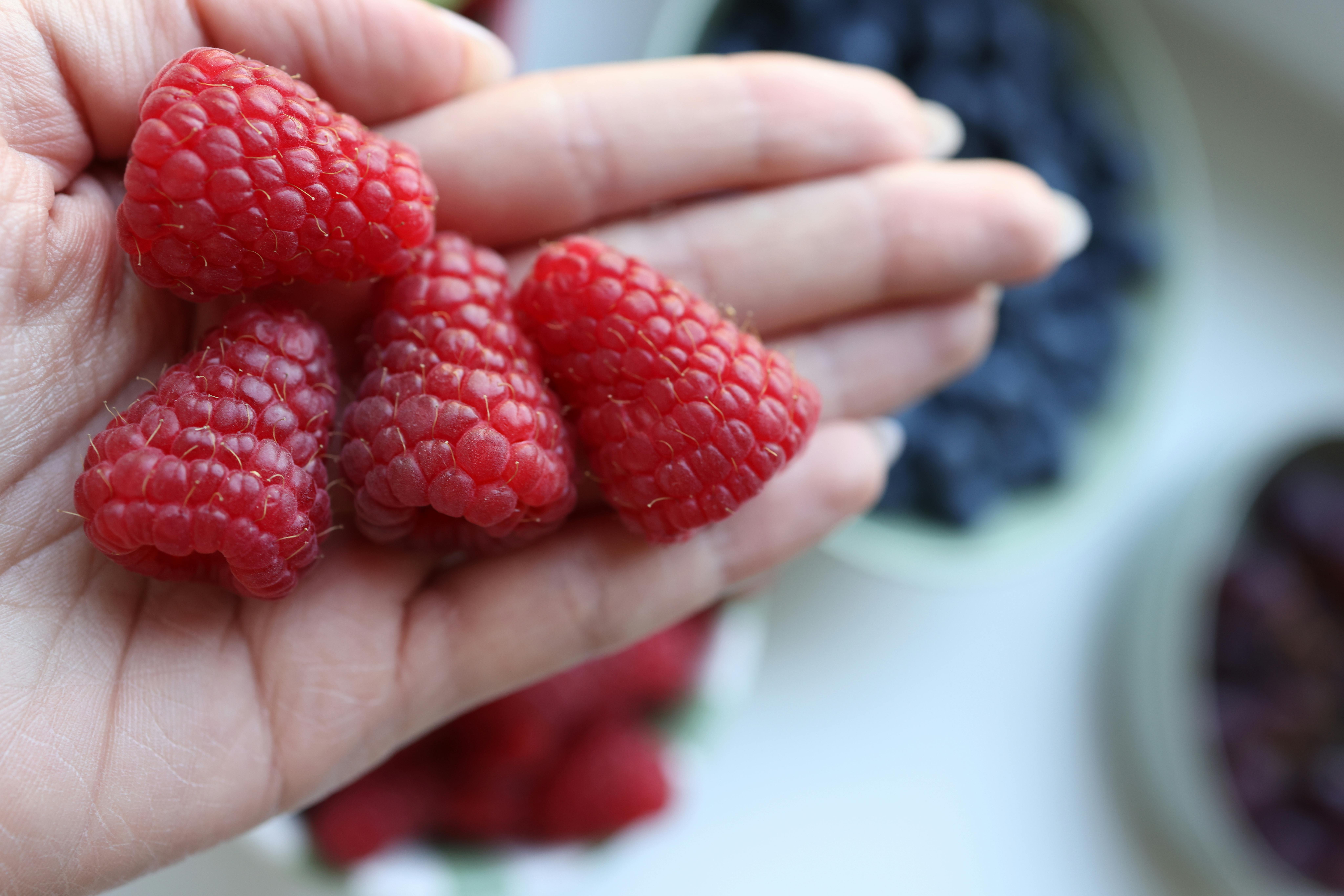 Calf's Liver With Raspberries Food Photos, Download The BEST Free Calf ...