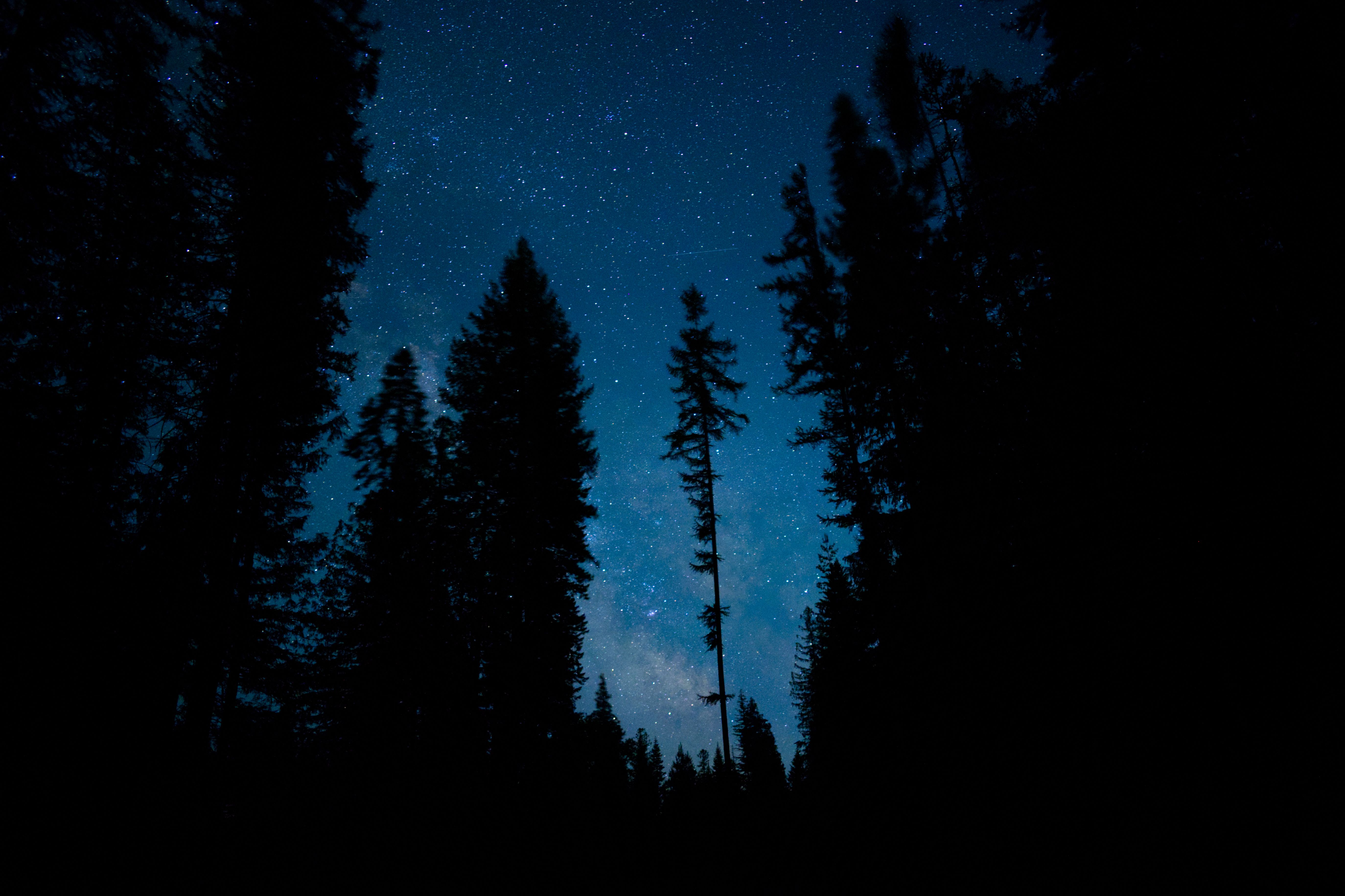 Trees against the Night Sky · Free Stock Photo