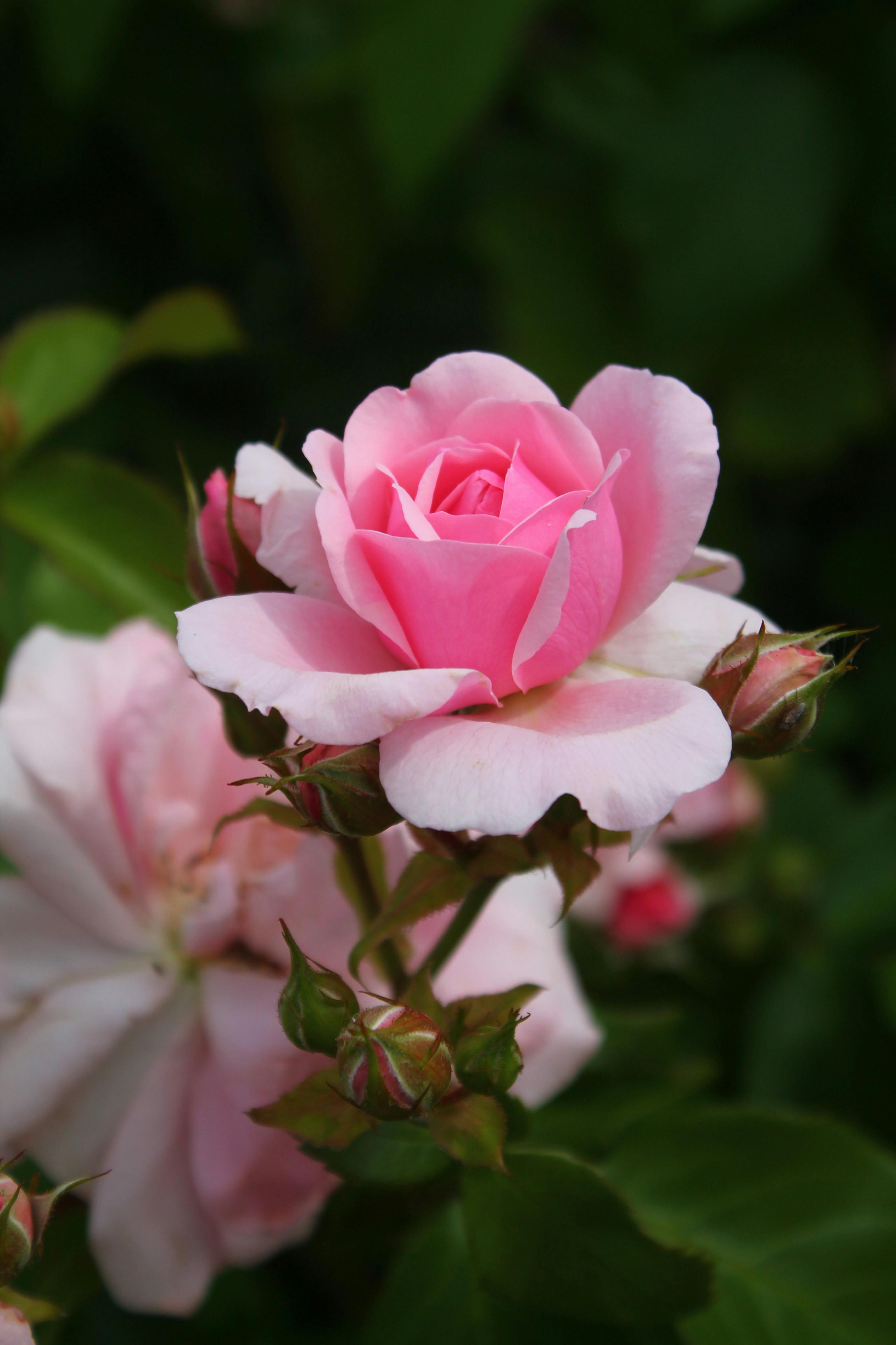 Two Pink Petaled Flowers · Free Stock Photo