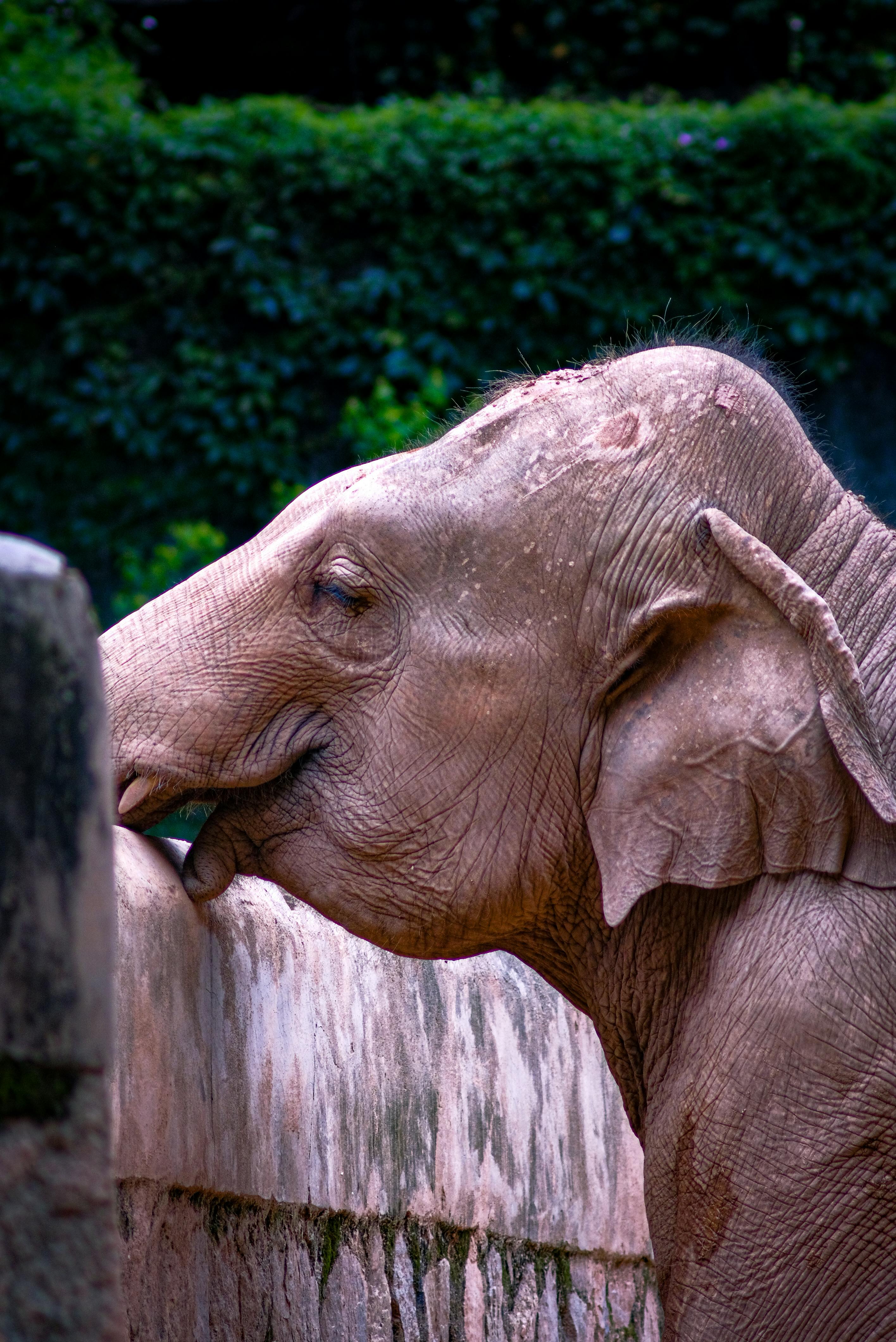 2 Brown Elephants on Brown Sand · Free Stock Photo