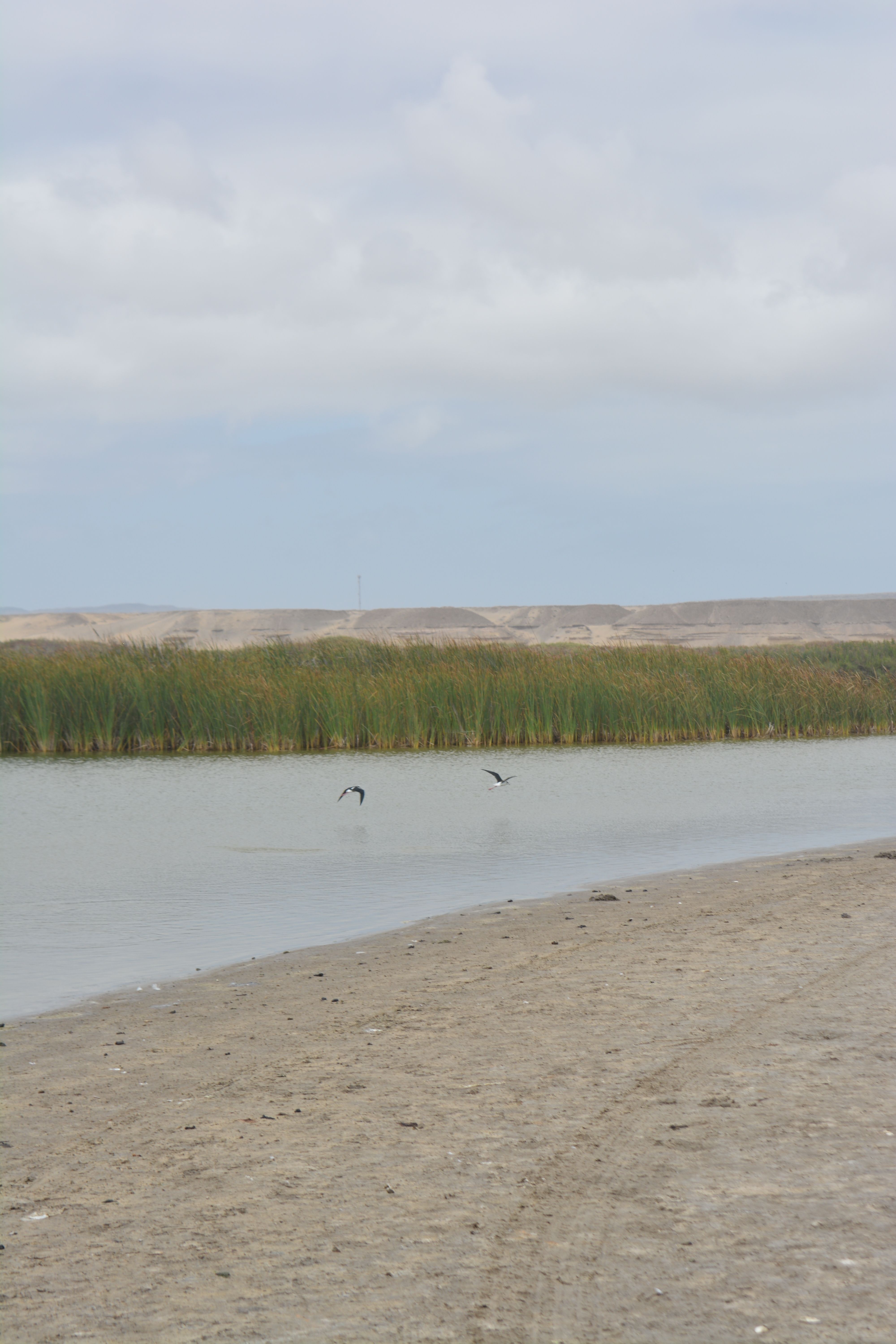 Birds Flying over a Riverbank · Free Stock Photo