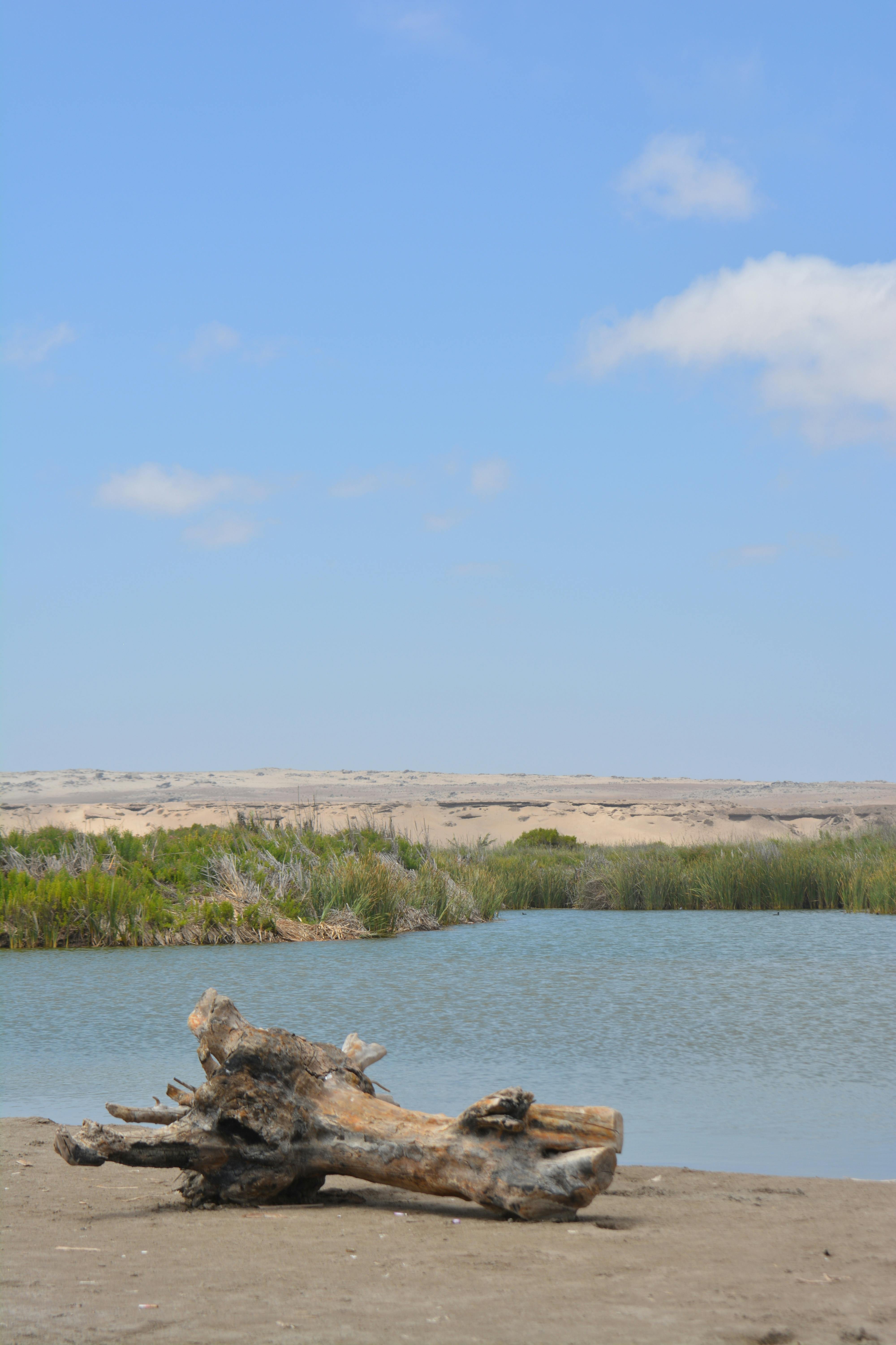 Stub by a Lake · Free Stock Photo