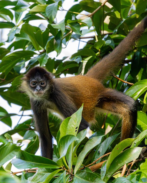 Spider Monkey Photos, Download The BEST Free Spider Monkey Stock Photos ...