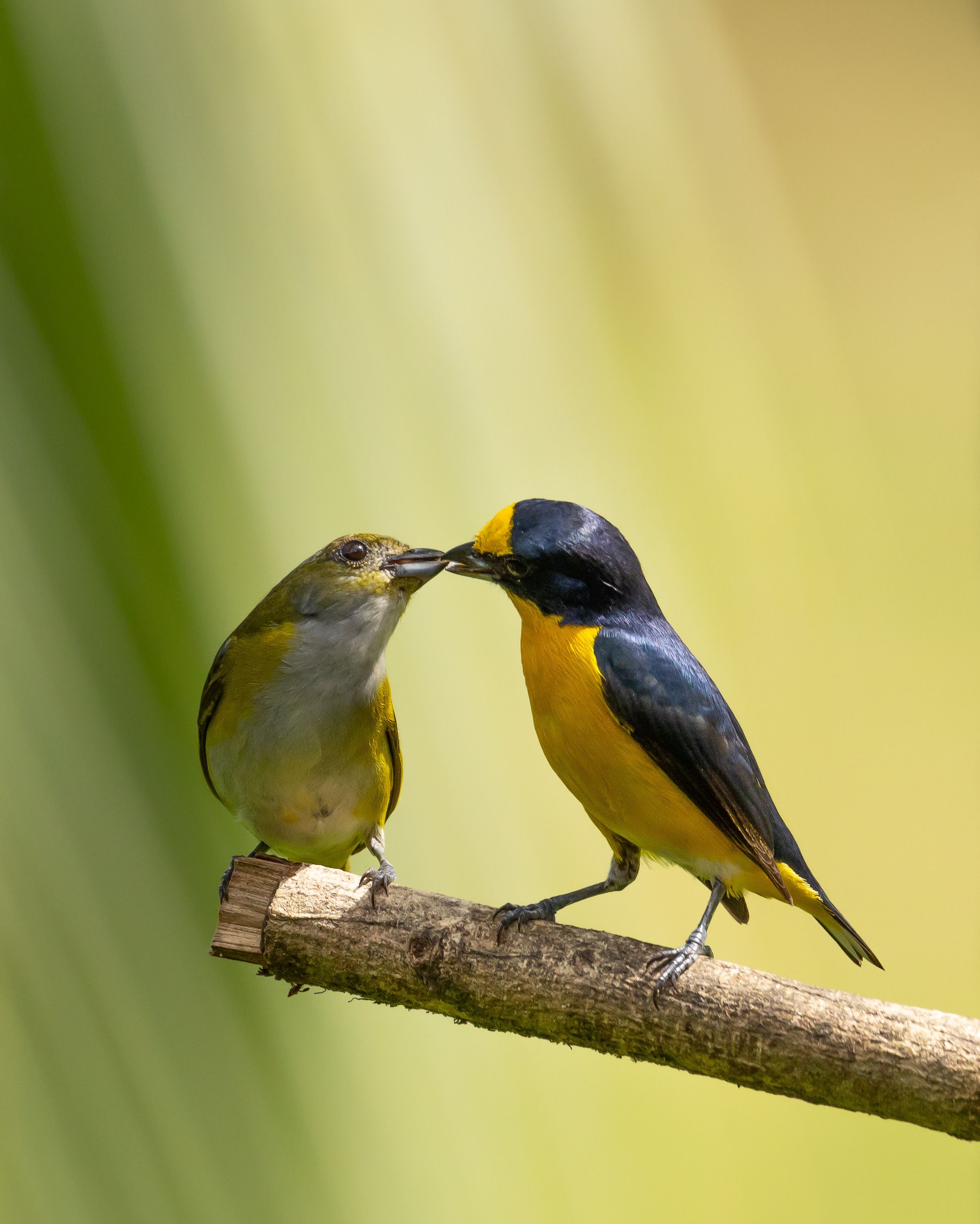 Euphonia Sharing Food with another Bird · Free Stock Photo
