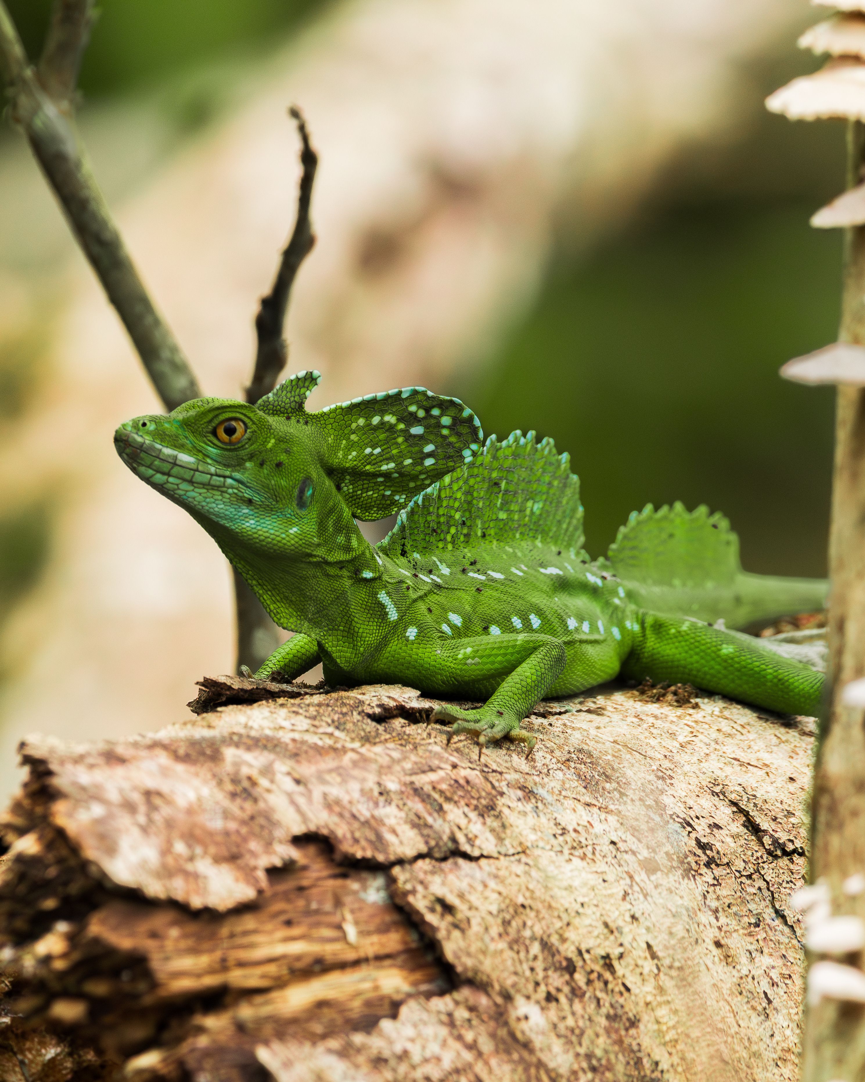 Portrait of a Common Basilisk Lying on a Tree Trunk · Free Stock Photo