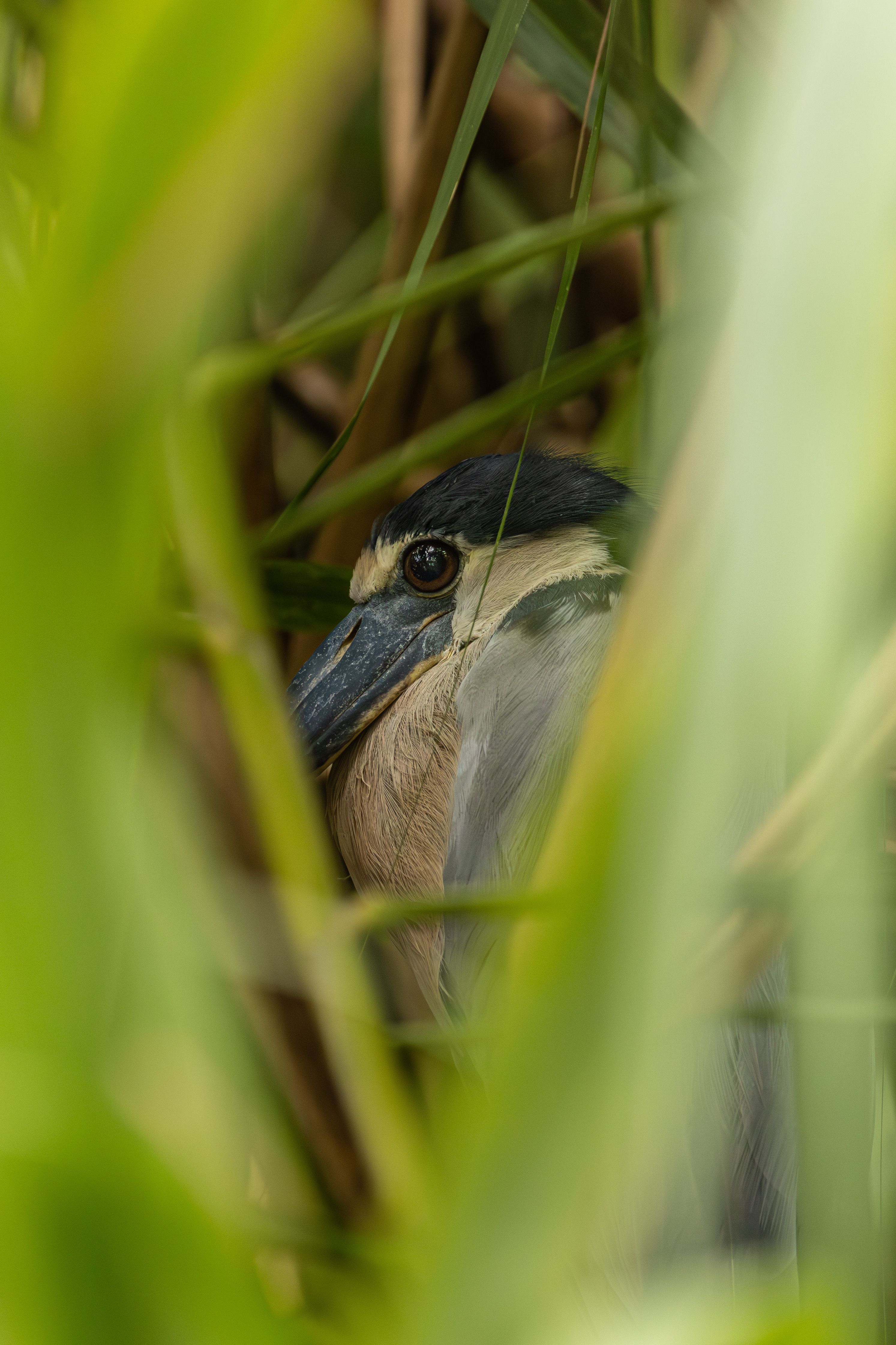 Bird Hiding in the Grass · Free Stock Photo