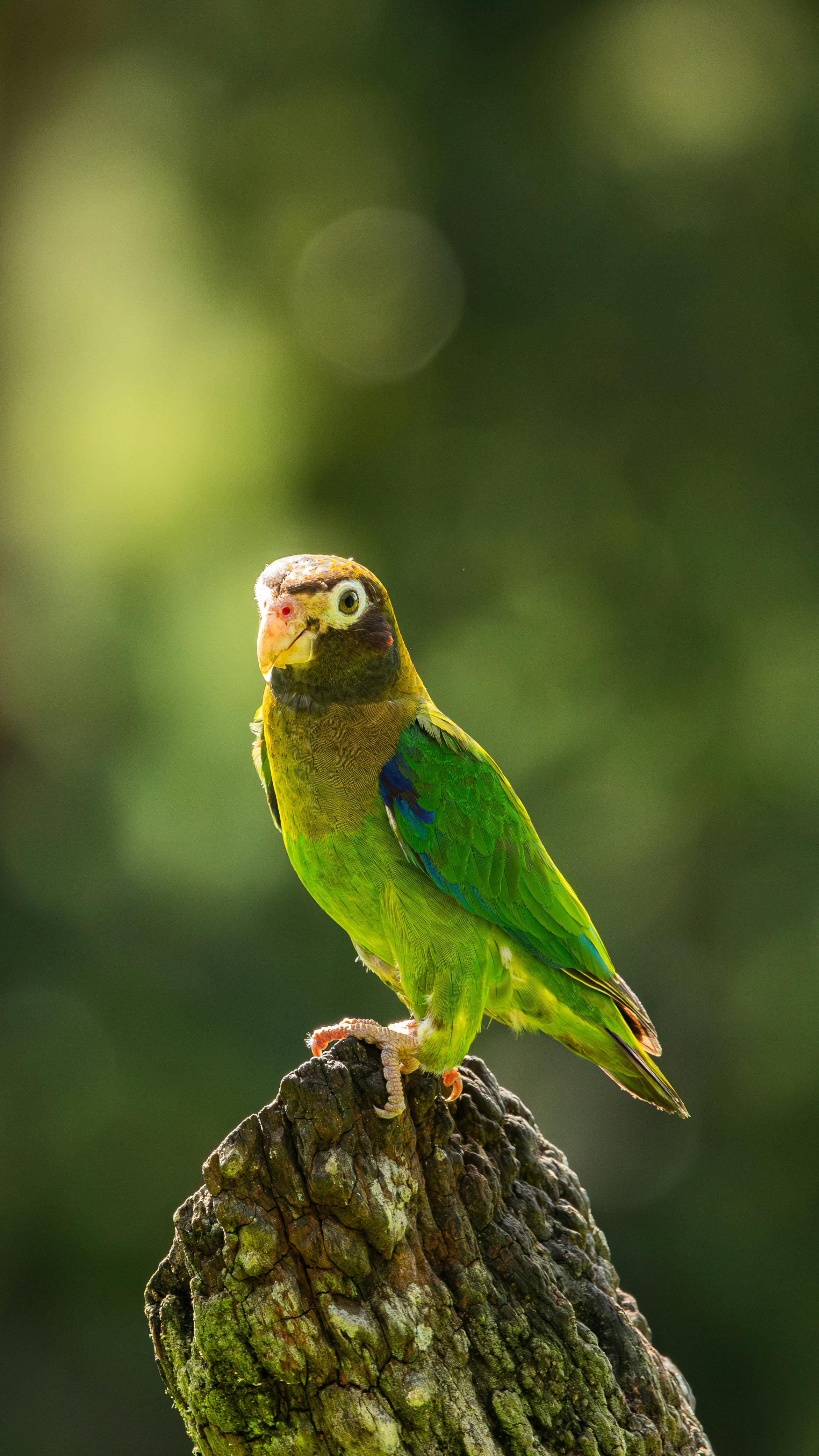 Portrait of a Brown-Hooded Parrot Perching on a Piece of Wood · Free ...