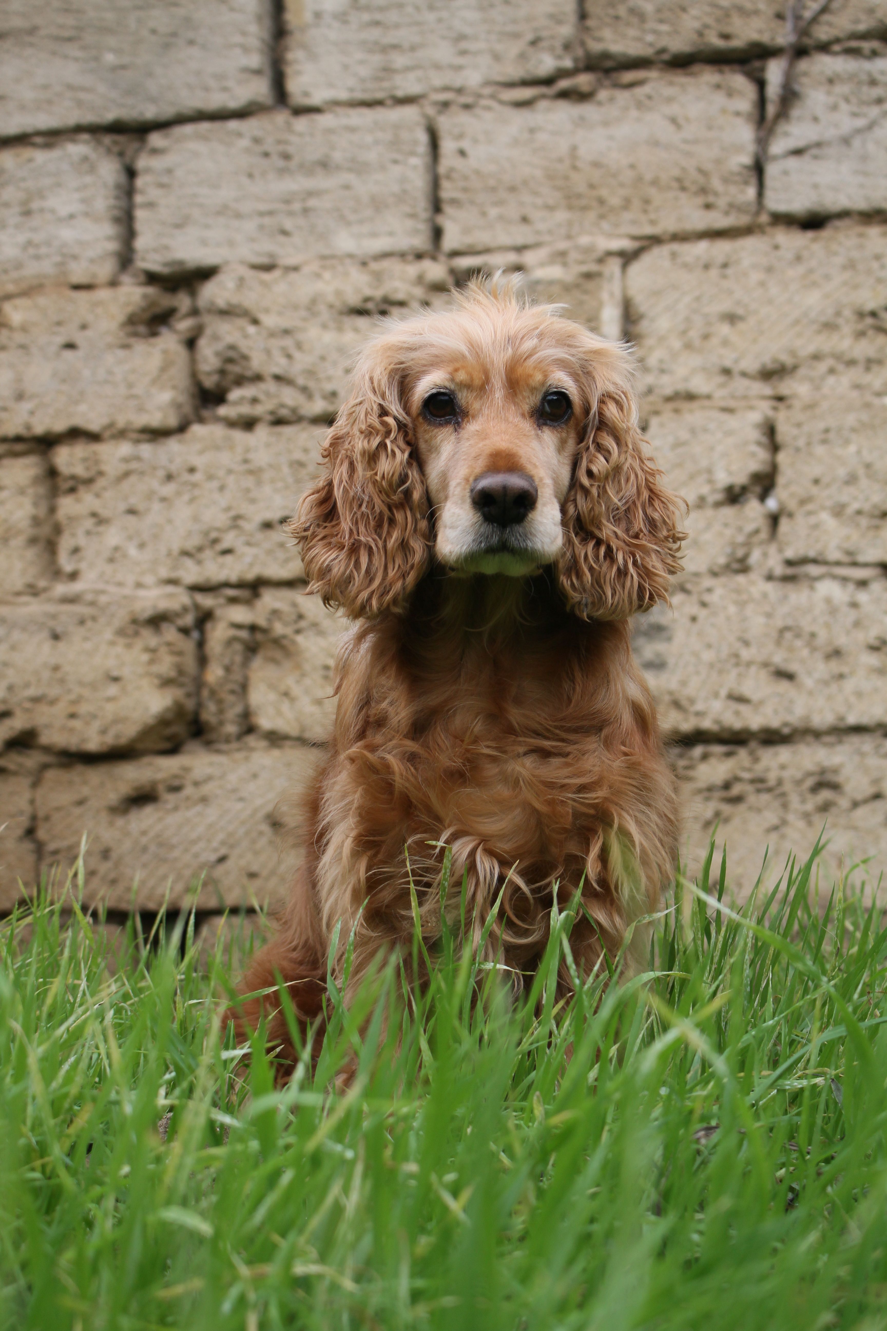 English Cocker Spaniel Sitting on the Grass · Free Stock Photo