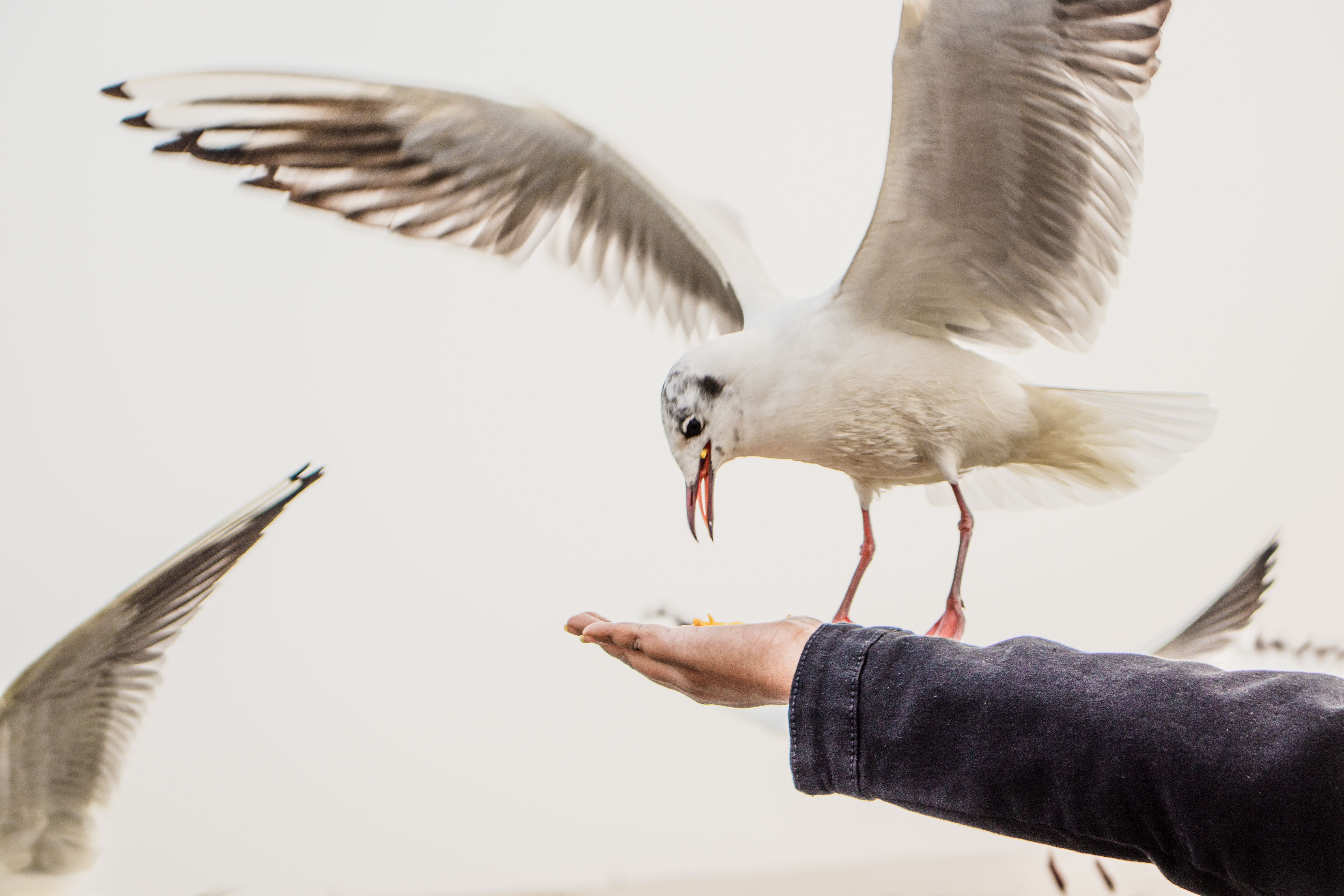 Person Feeding a Seagull · Free Stock Photo
