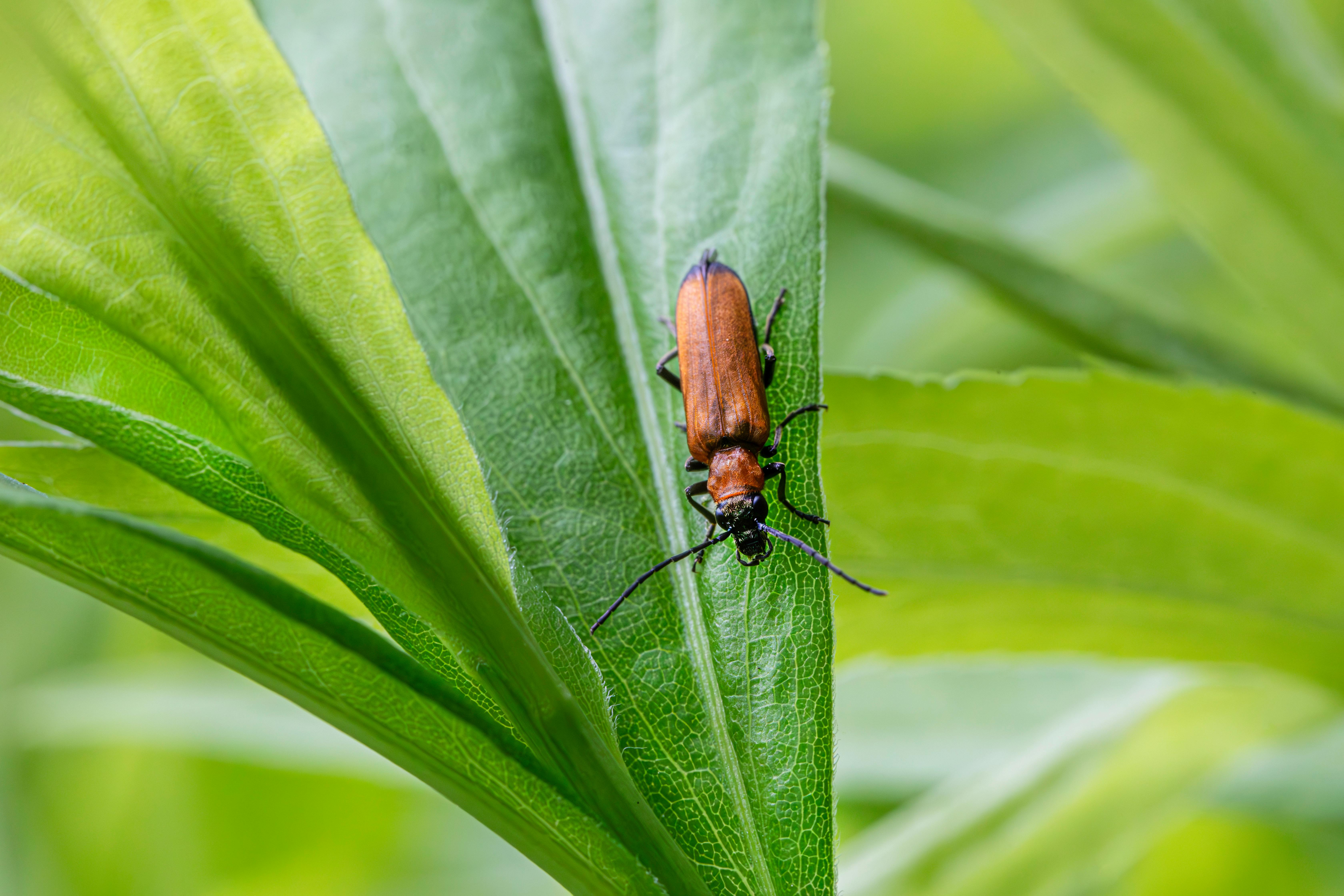 Bug ฟรี Photos, Download The BEST Free Bug ฟรี Stock Photos & HD Images