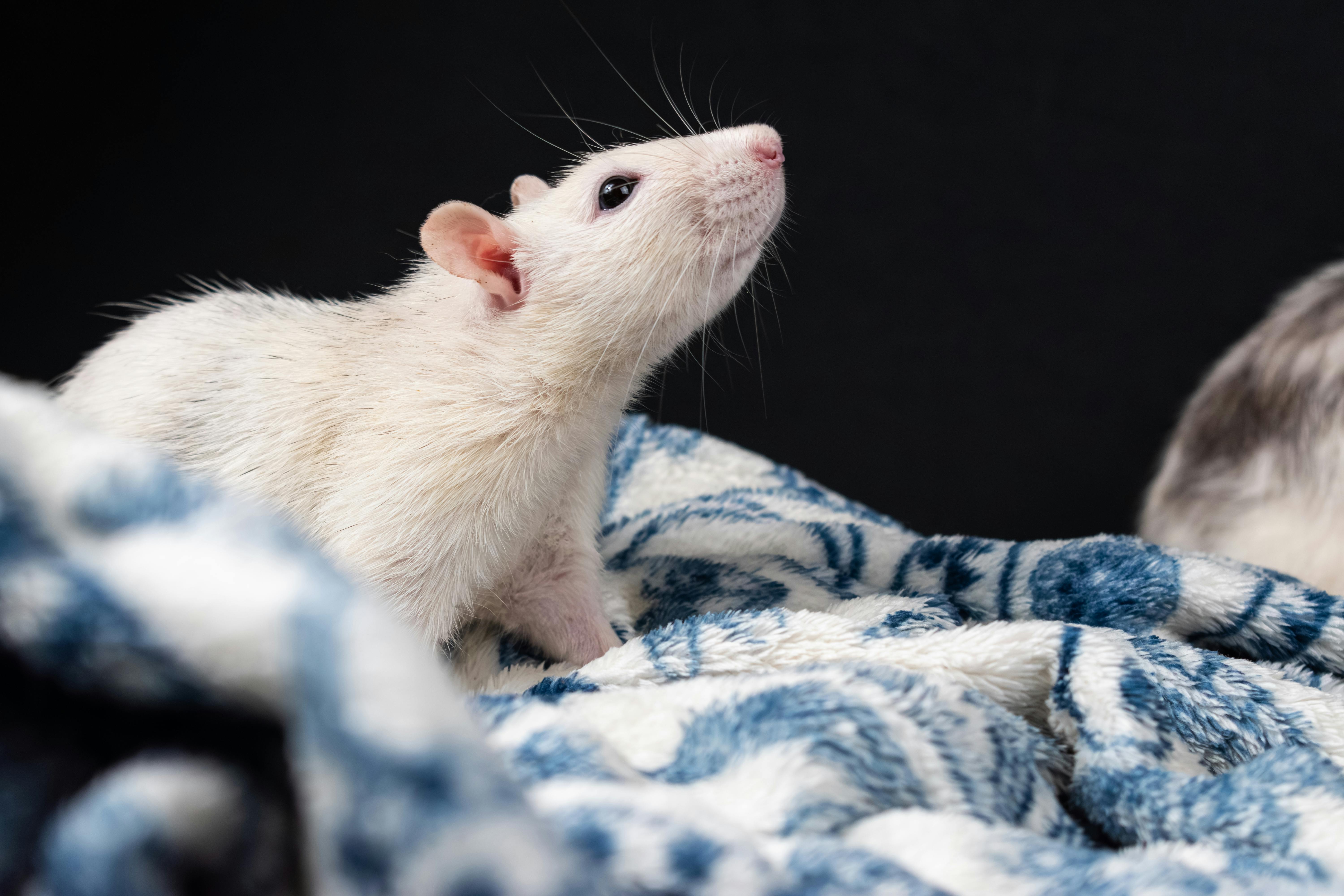 White Rat on a Blanket · Free Stock Photo