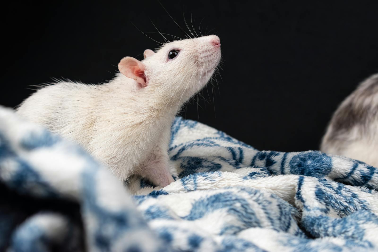 Rat Photos, Download The BEST Free Rat Stock Photos & HD Images