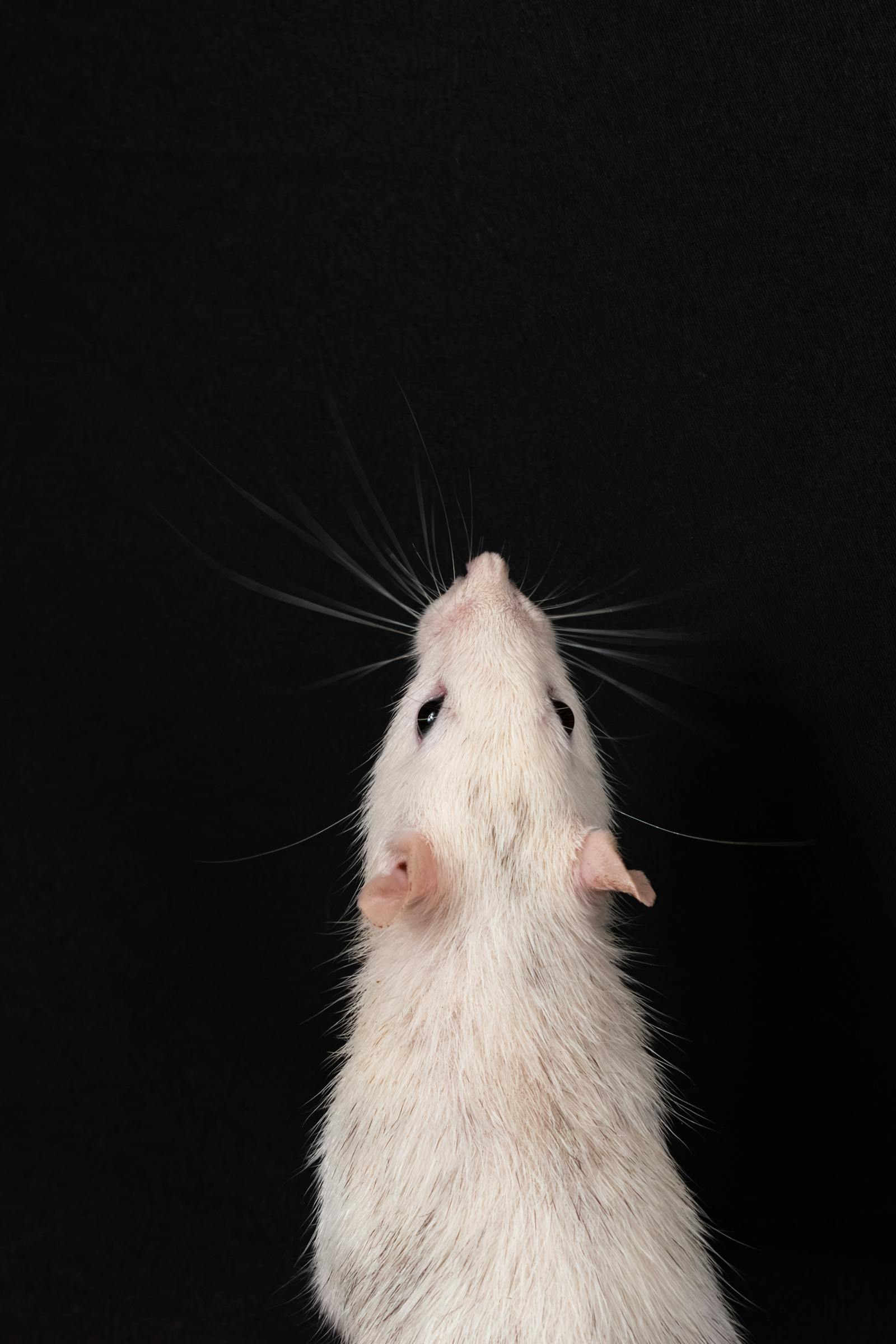 Rat Photos, Download The BEST Free Rat Stock Photos & HD Images