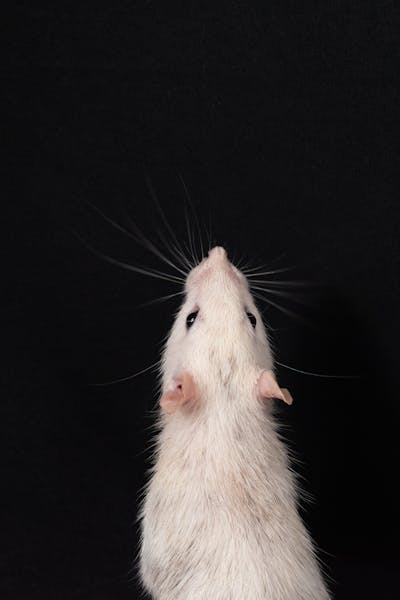 Rat Face Photos, Download The BEST Free Rat Face Stock Photos & HD Images