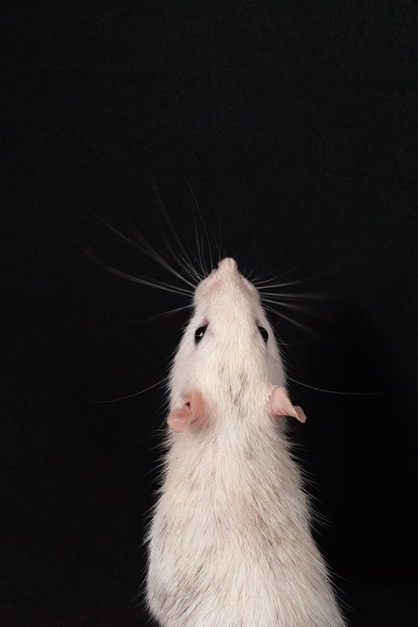 Rat Face Photos, Download The BEST Free Rat Face Stock Photos & HD Images