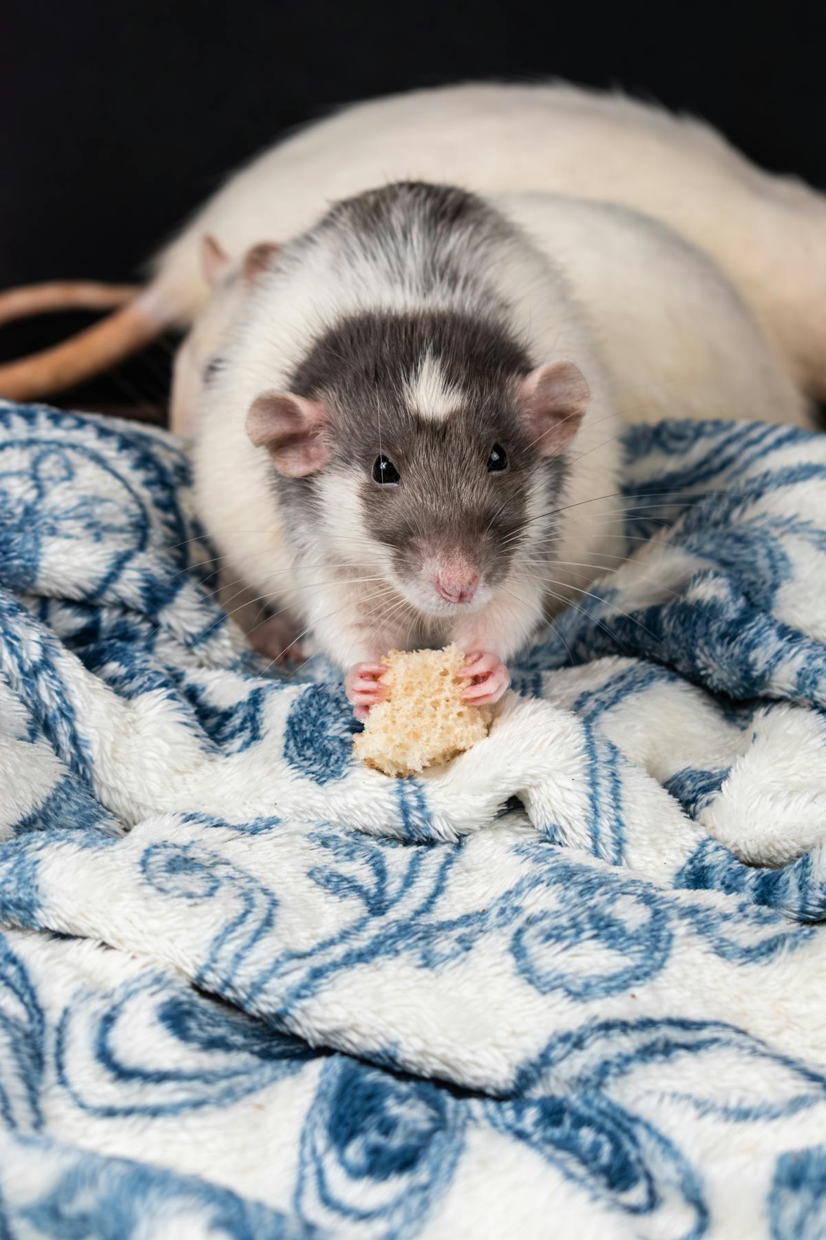 Cute Rat Photos, Download The BEST Free Cute Rat Stock Photos & HD Images