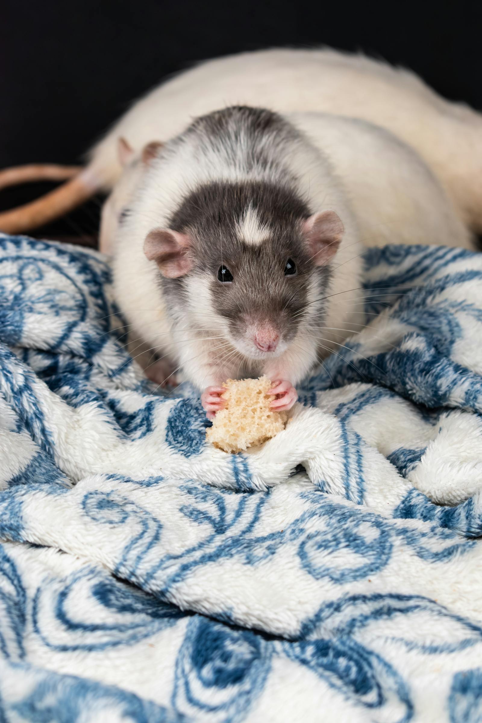 Cute Rat Photos, Download The BEST Free Cute Rat Stock Photos & HD Images