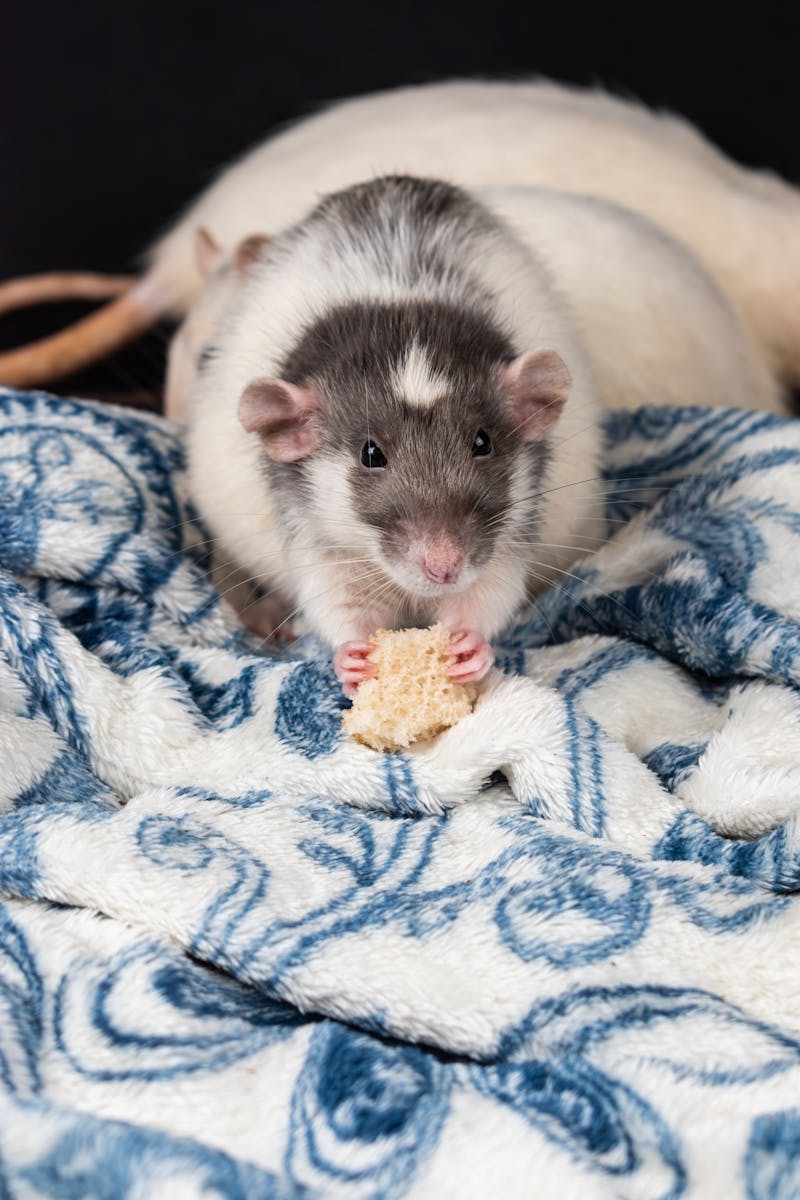 Cute Rat Photos, Download The BEST Free Cute Rat Stock Photos & HD Images