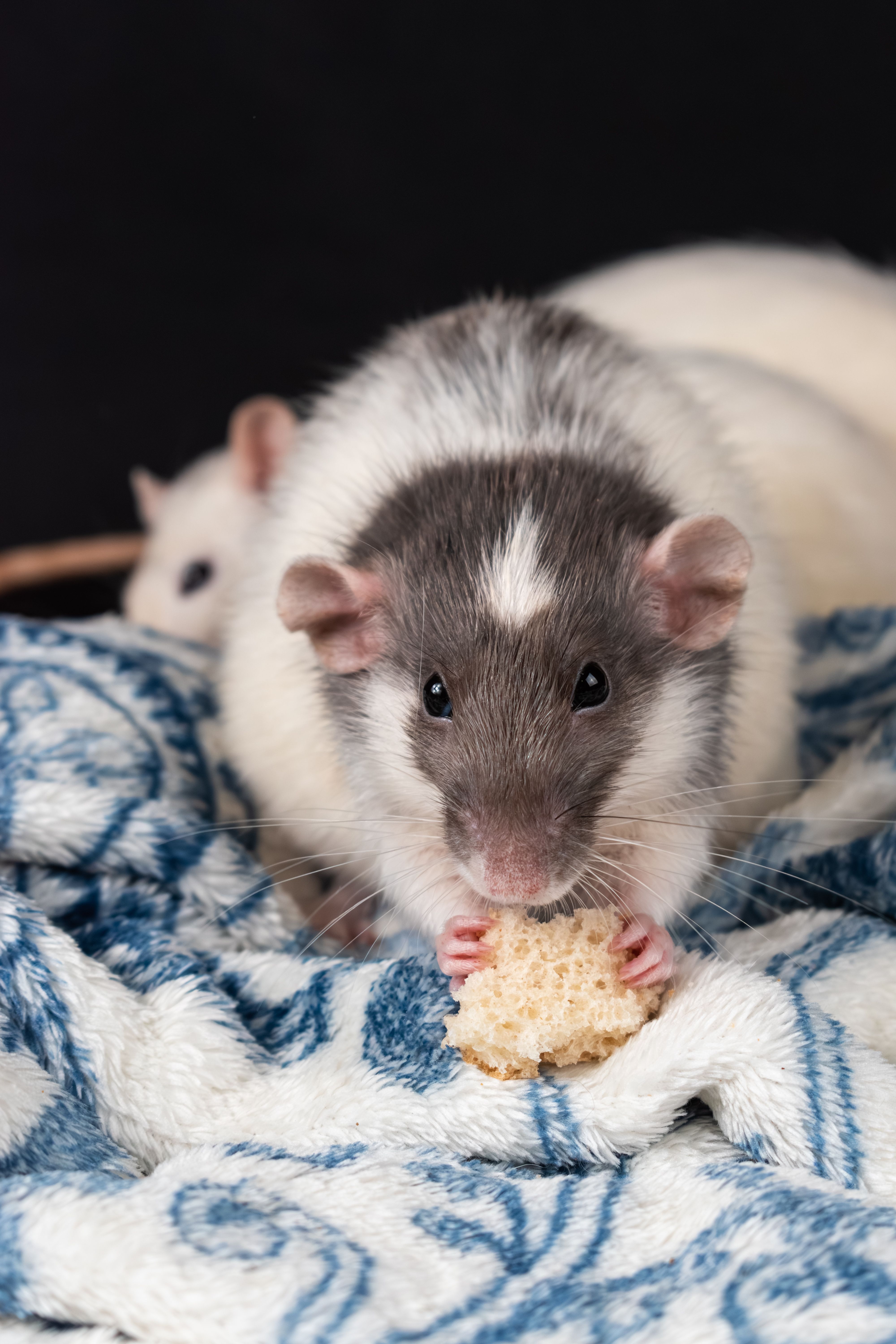 A rat eating a piece of bread on a blanket · Free Stock Photo