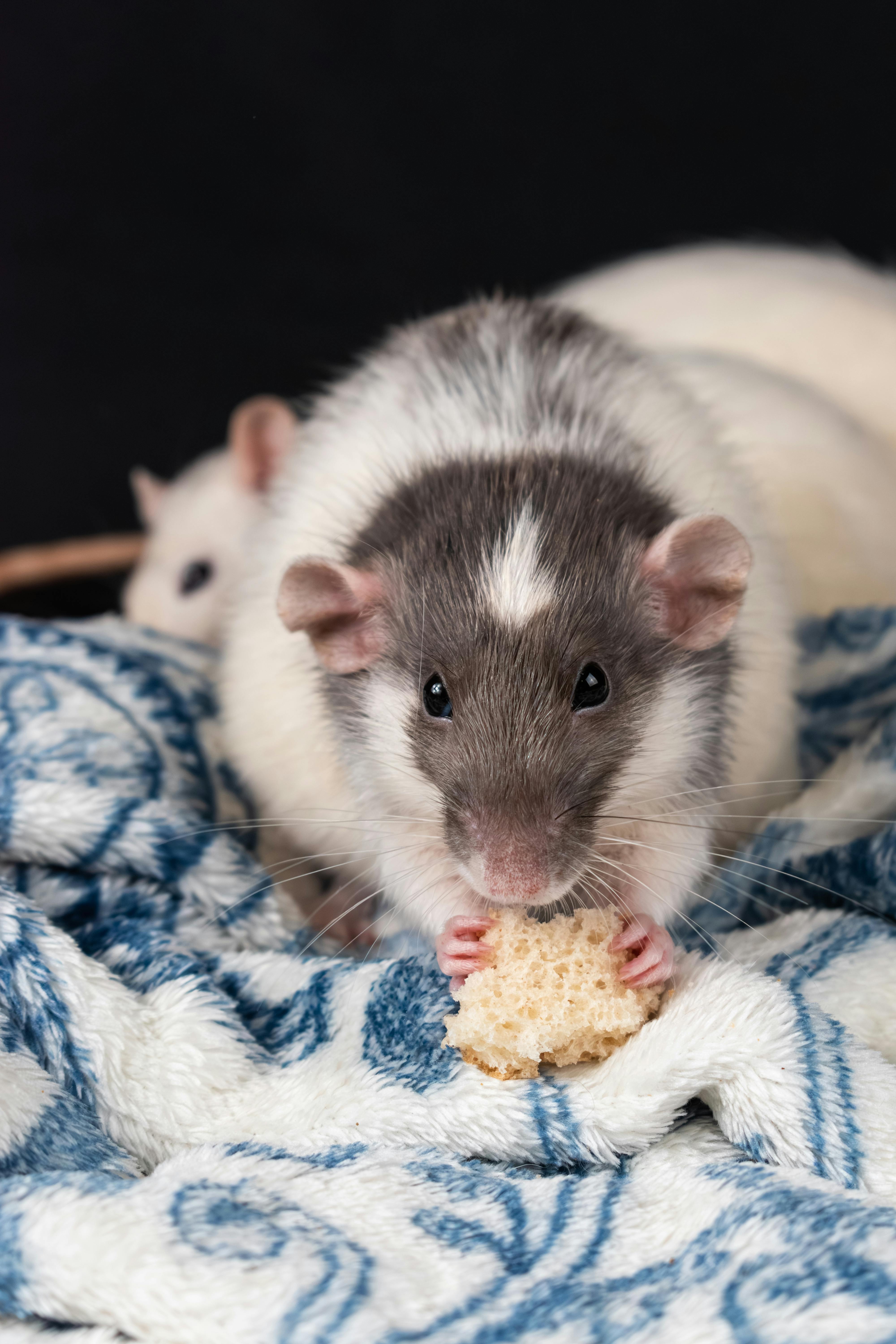 Portrait of a Feeding Rat · Free Stock Photo