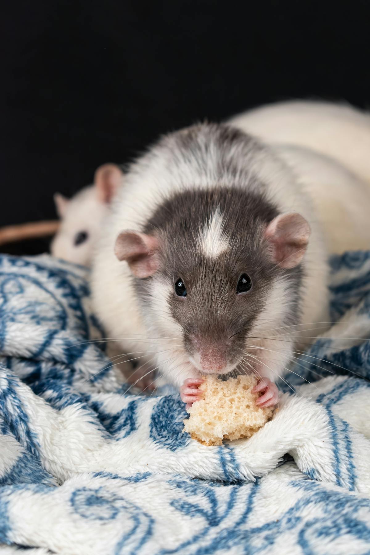 Cute Rats Photos, Download The BEST Free Cute Rats Stock Photos & HD Images