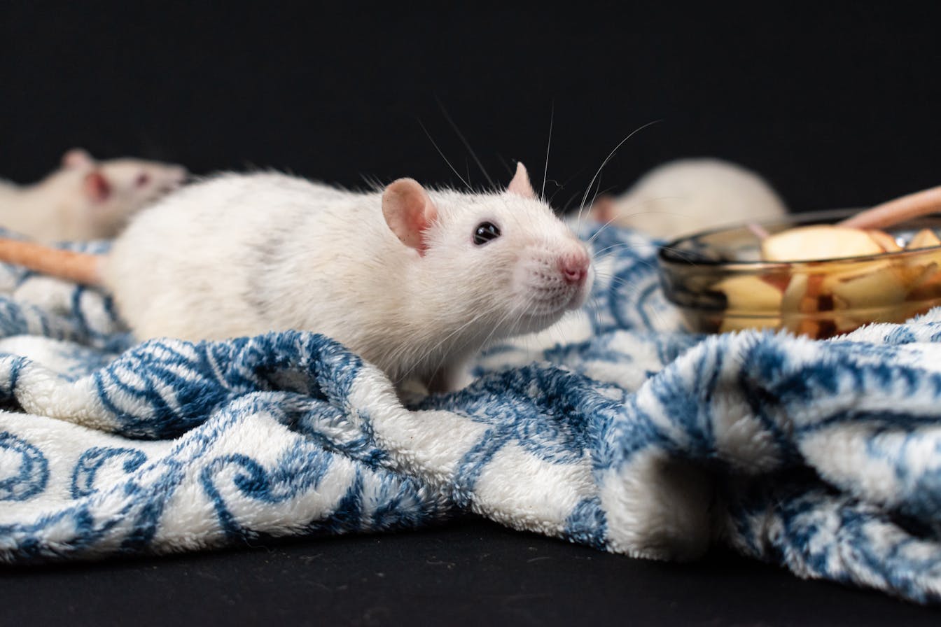Caring for Hairless Rats as Pets: Essential Guide and Tips