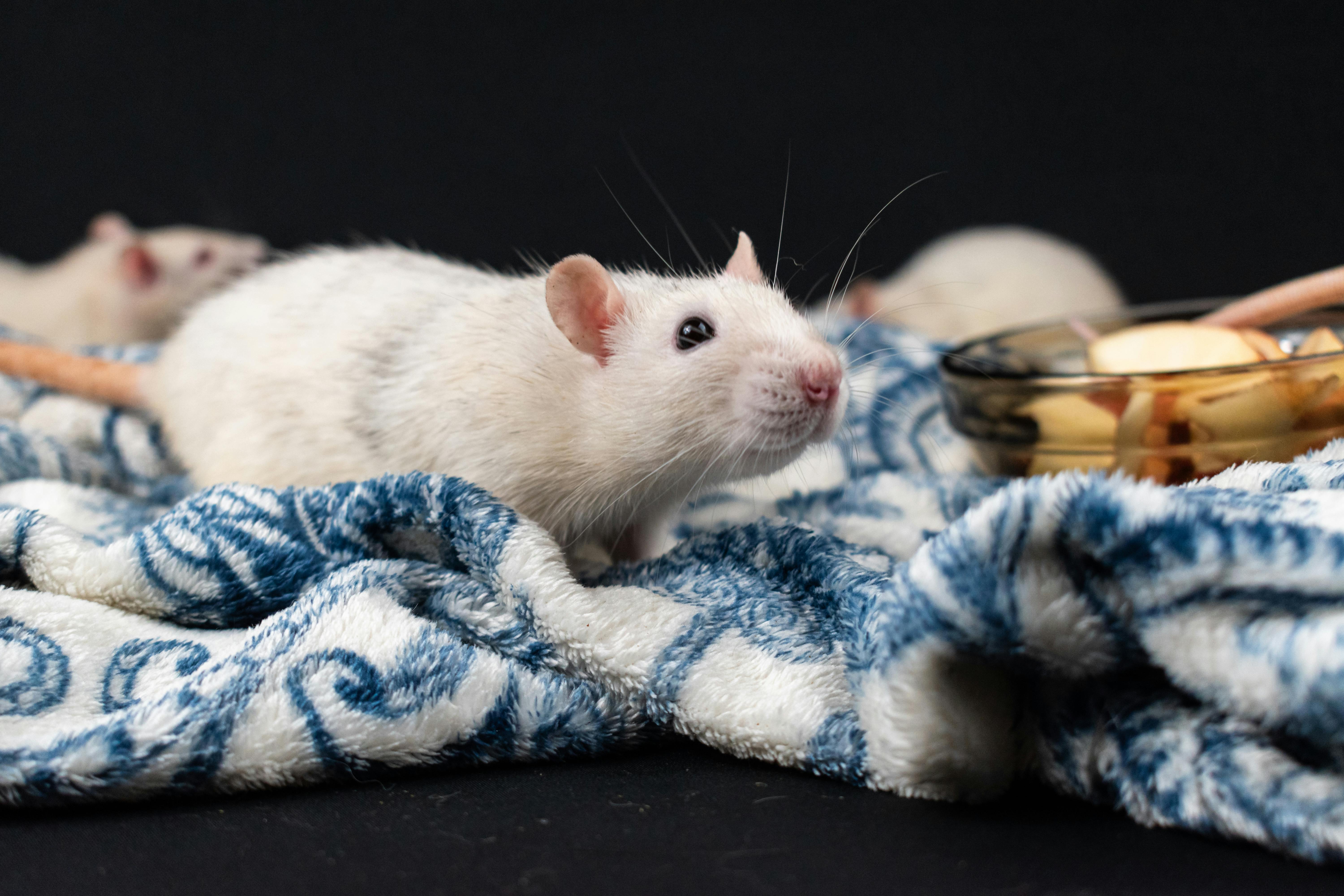 Two white rats on a blanket with a bowl of food · Free Stock Photo