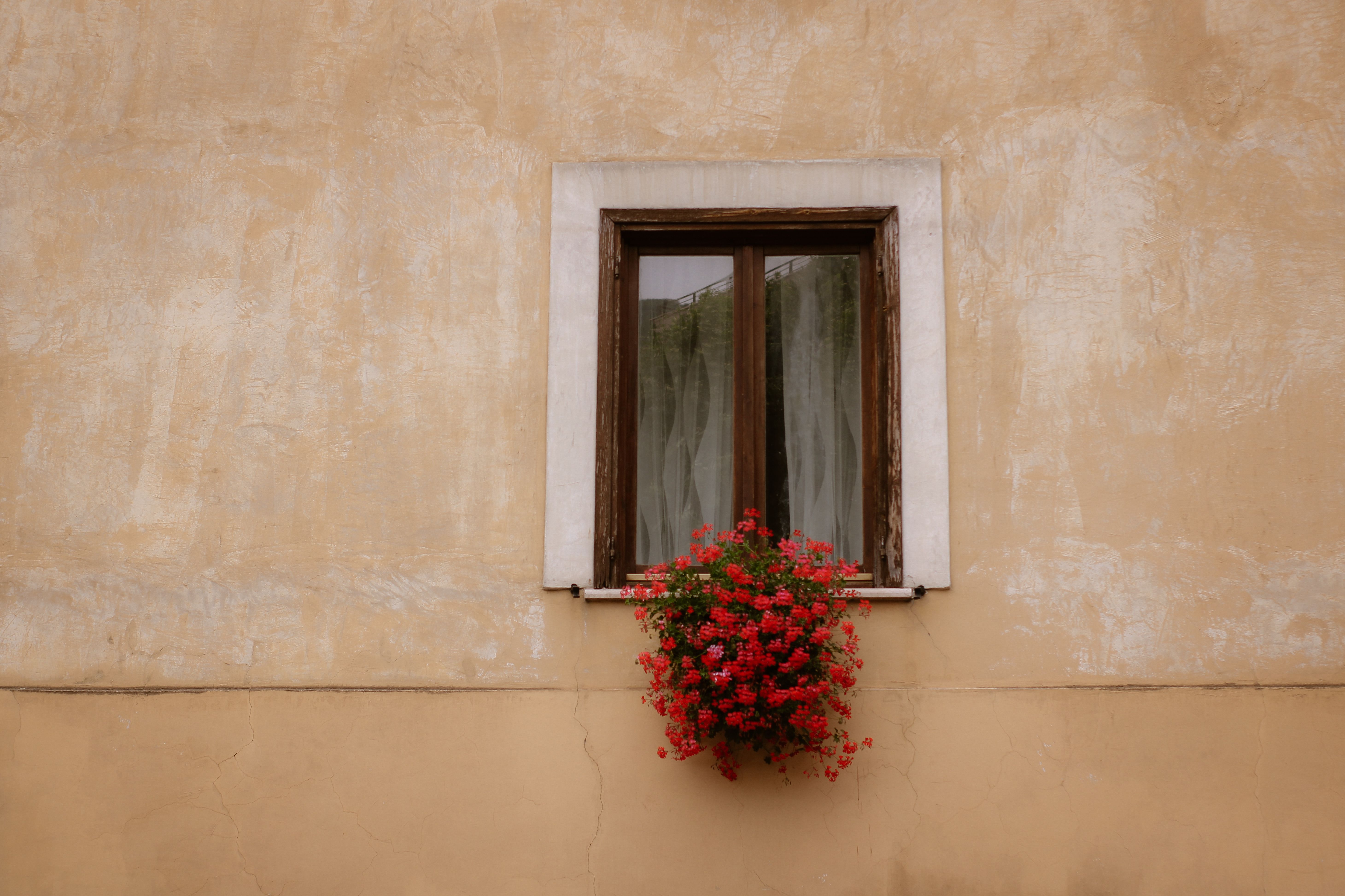 Red Flowers Blooming Outside a Window · Free Stock Photo