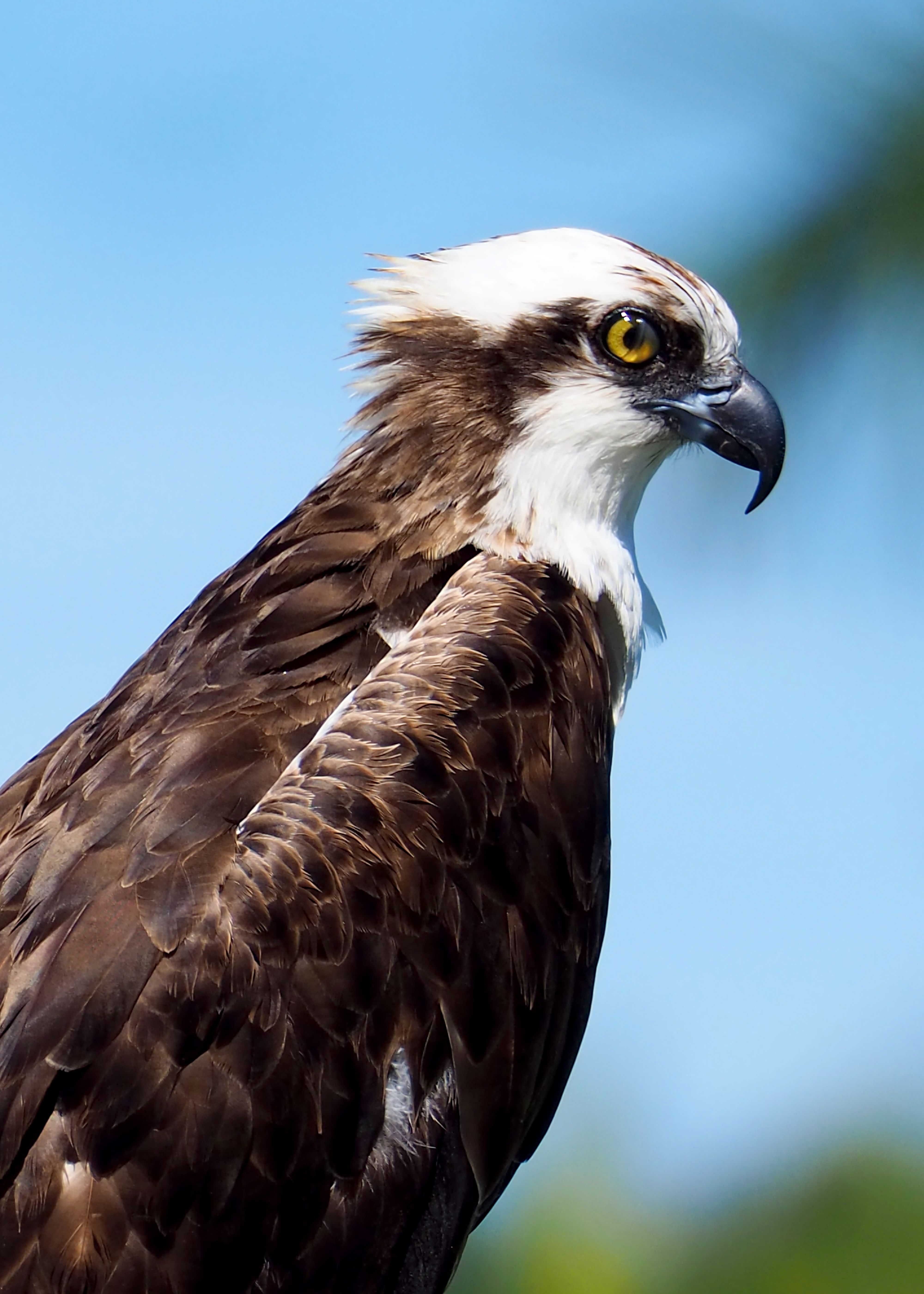 An ospreeta bird is looking at the camera · Free Stock Photo