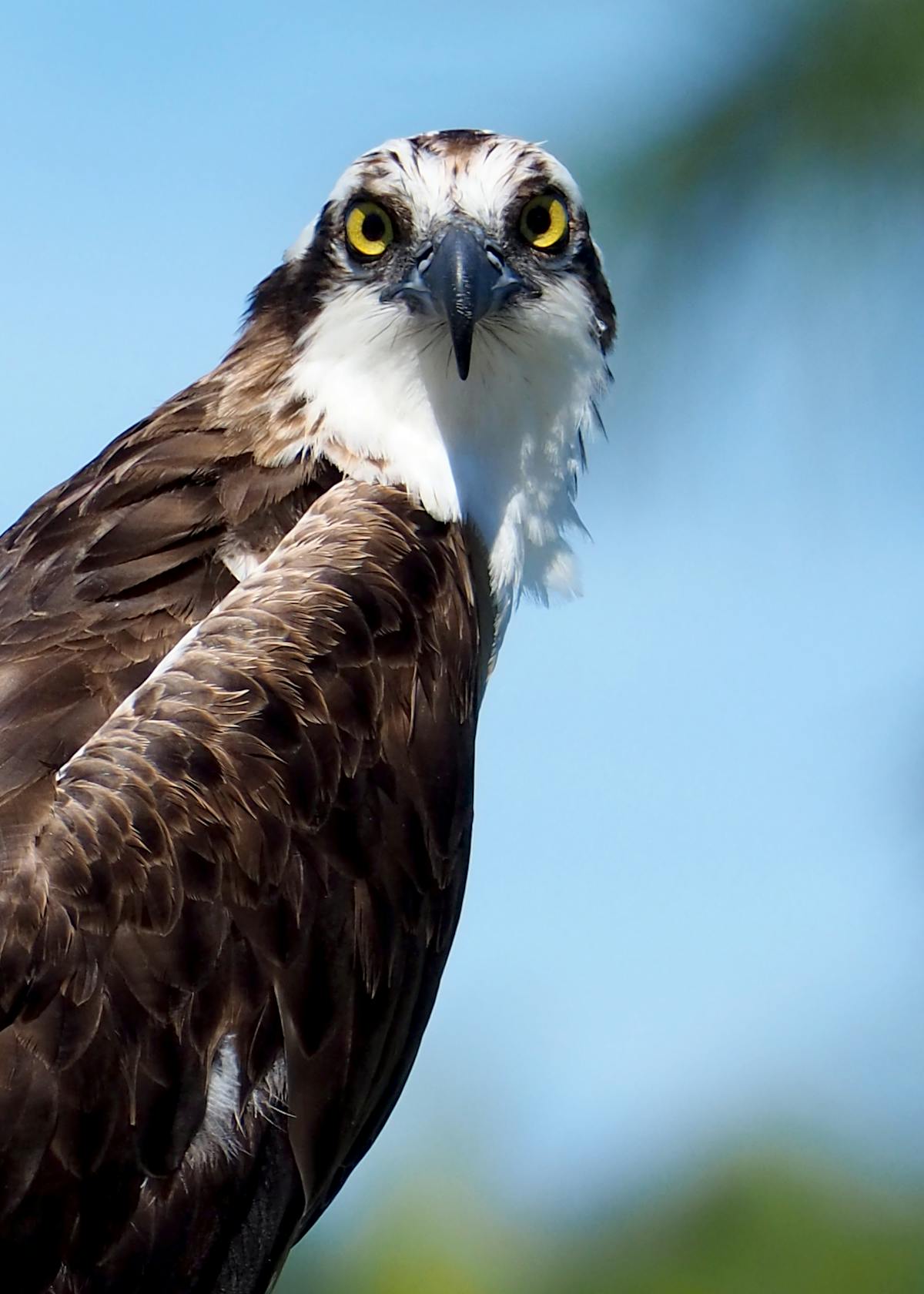 Osprey Photos, Download The BEST Free Osprey Stock Photos & HD Images