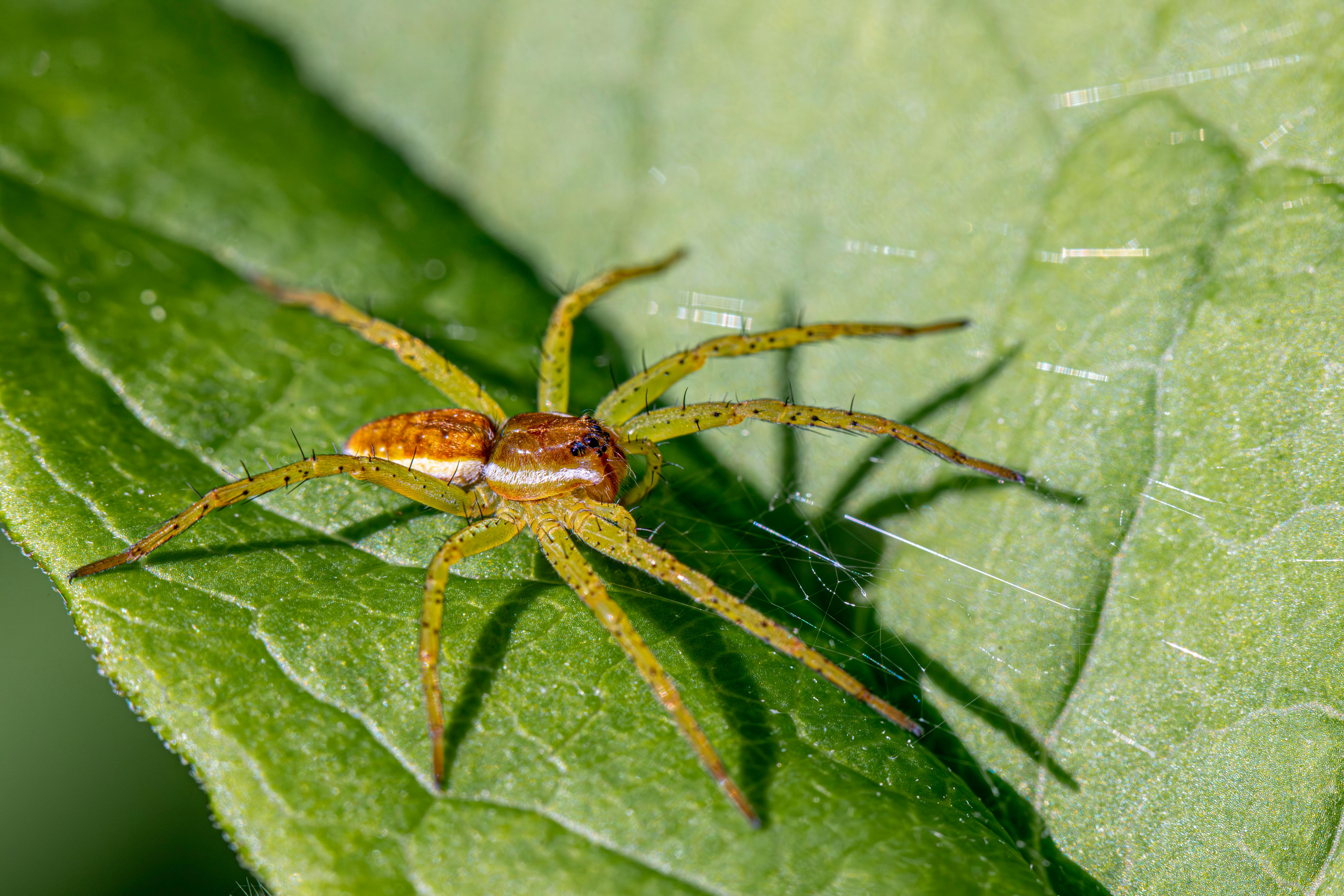 Close-up Photography of Spider on Top of the Leaf · Free Stock Photo