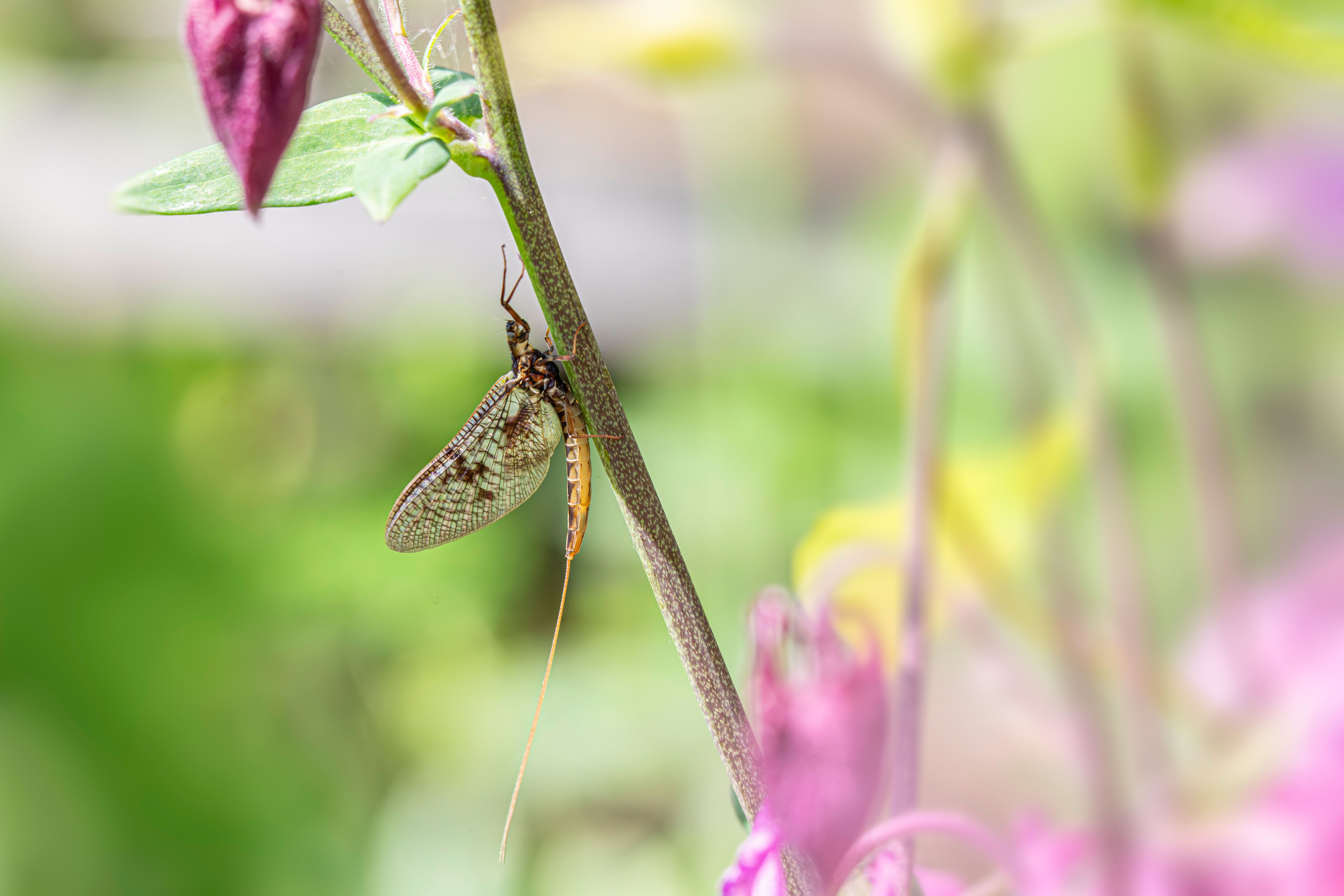 Ephemeridae Mayfly on a Stem · Free Stock Photo