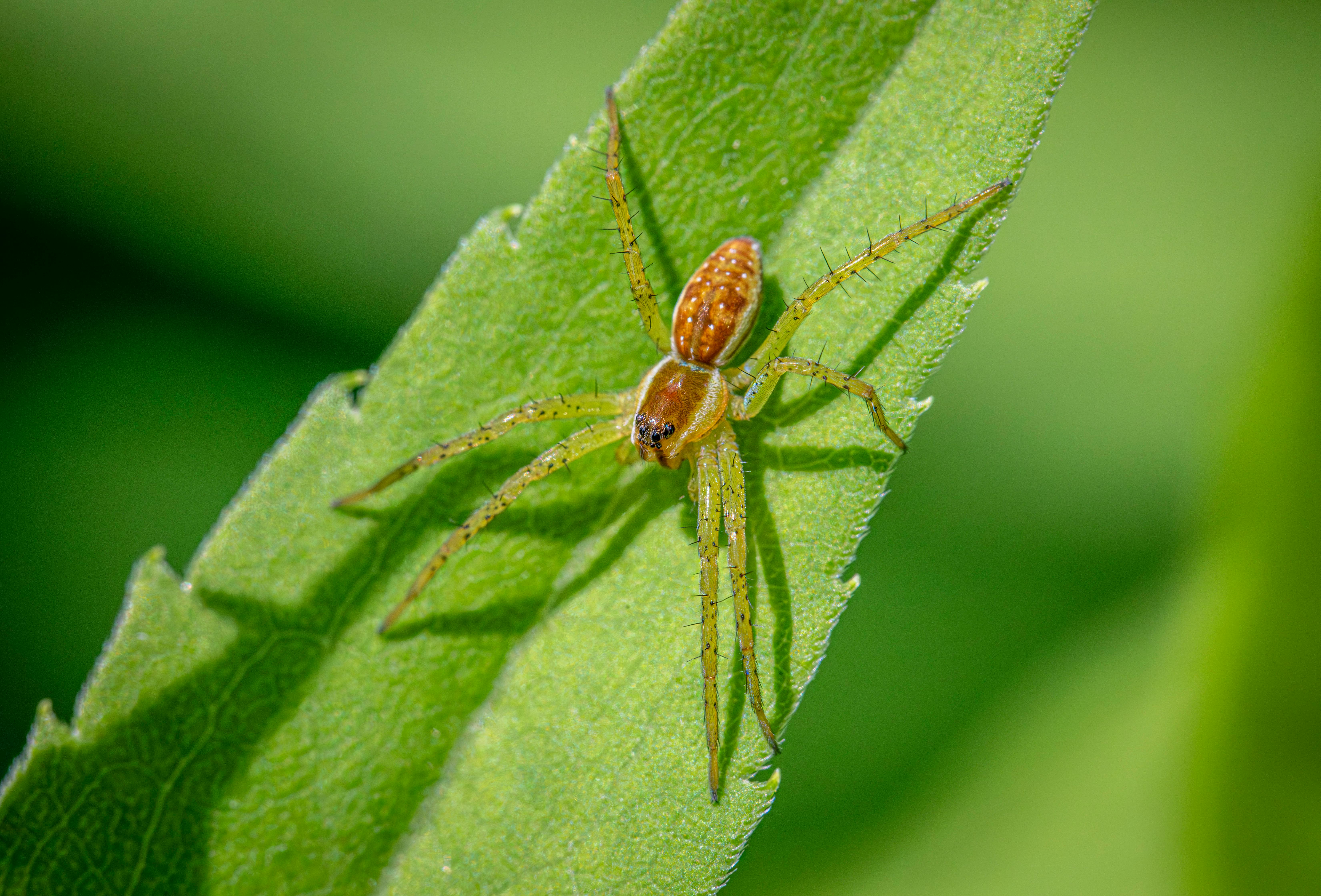 Hunting Spiders Photos, Download The BEST Free Hunting Spiders Stock ...